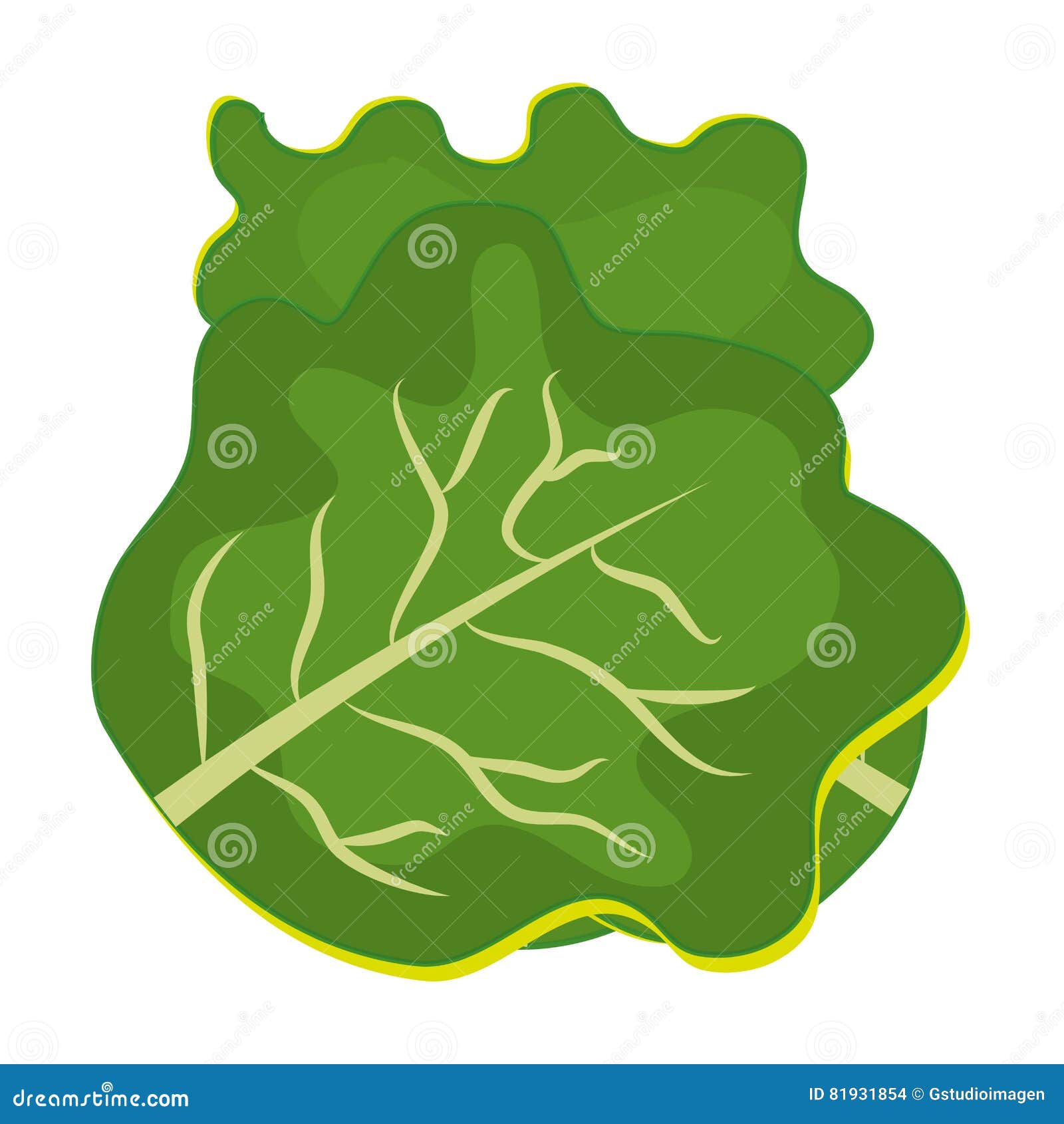 Fresh and Green Lettuce Graphic Stock Vector - Illustration of calorie ...