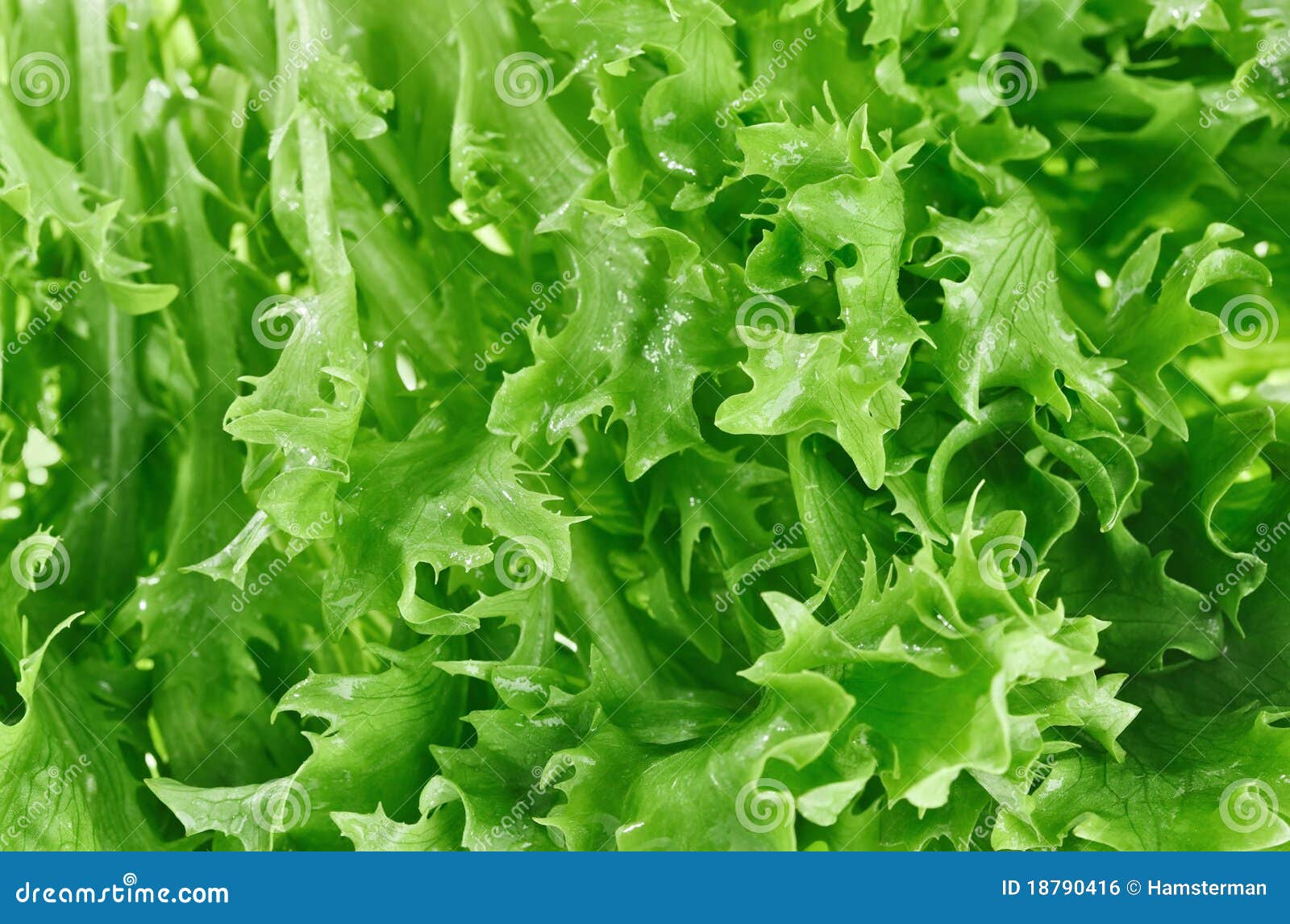 Fresh green lettuce leafs stock photo. Image of ingredient - 18790416