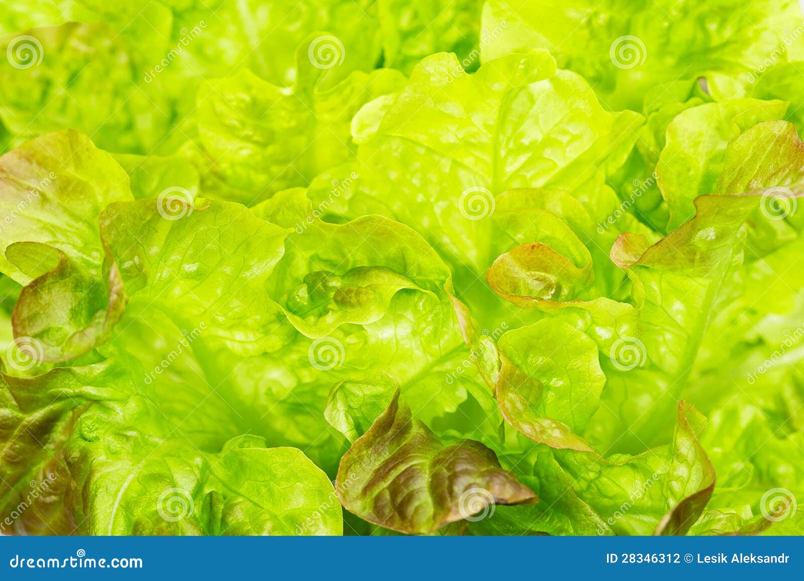 Fresh Green Lettuce Leaves, Background Macro Stock Photo - Image of ...