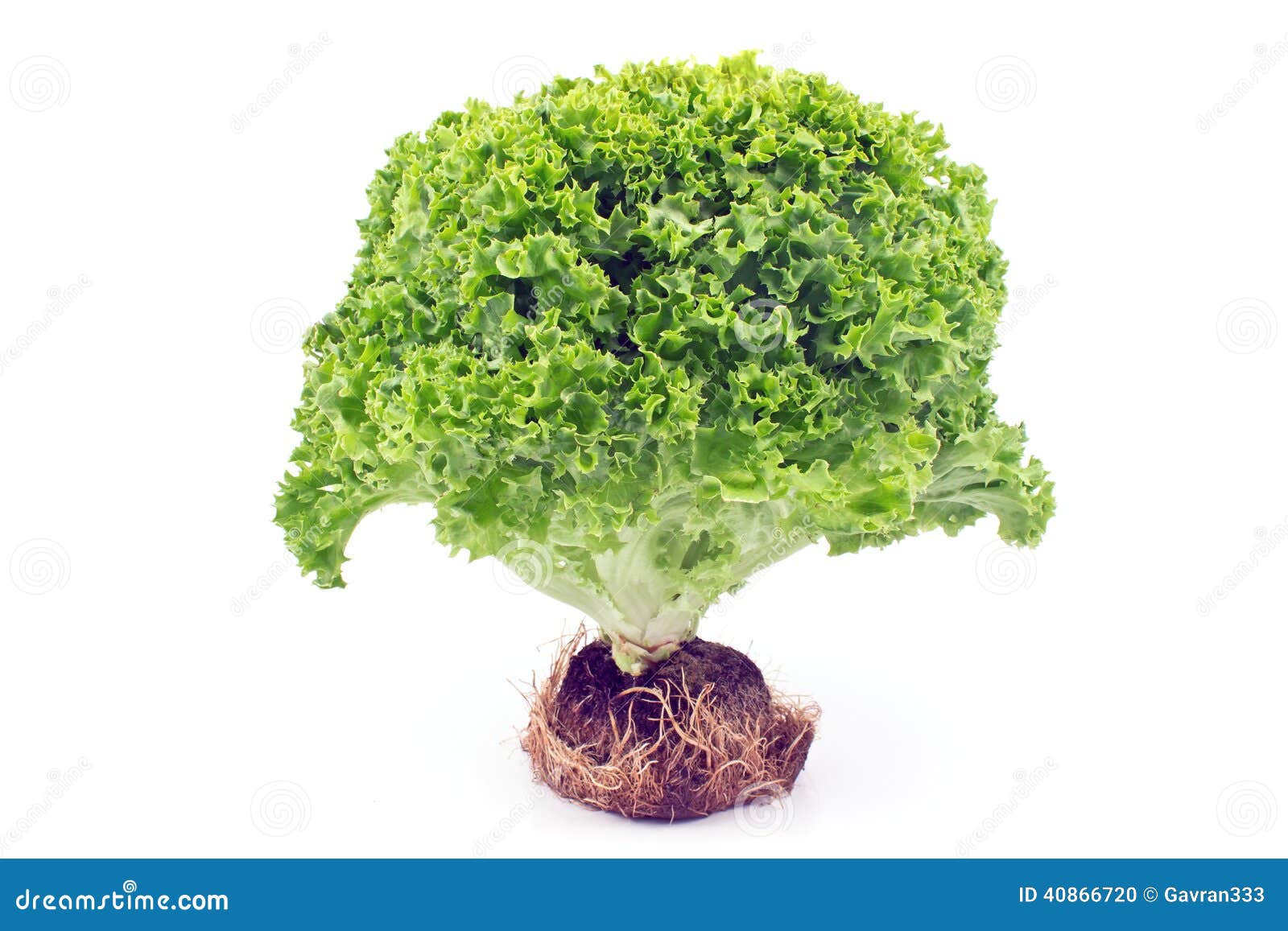 Fresh Green Lettuce with Root Stock Photo - Image of vitamin ...