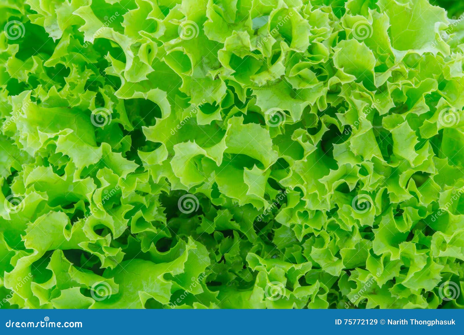 Lettuce Texture