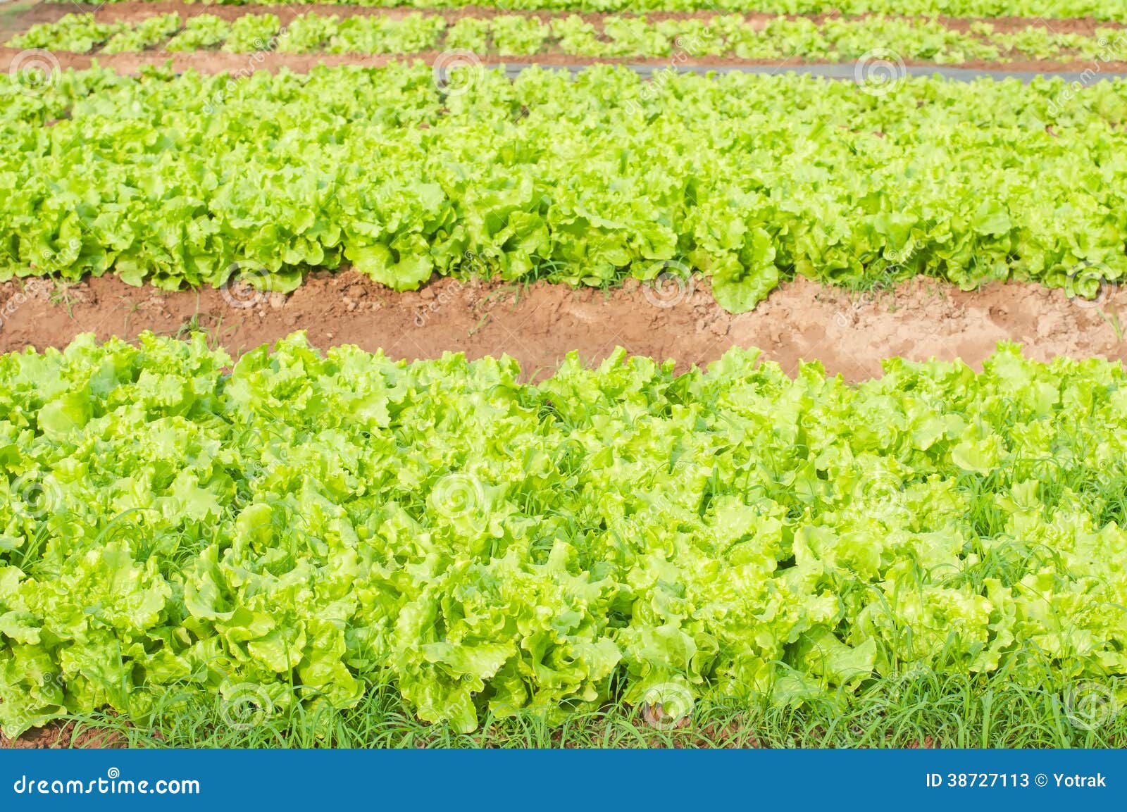 2,012 Lettuce Plot Stock Photos - Free & Royalty-Free Stock Photos from ...