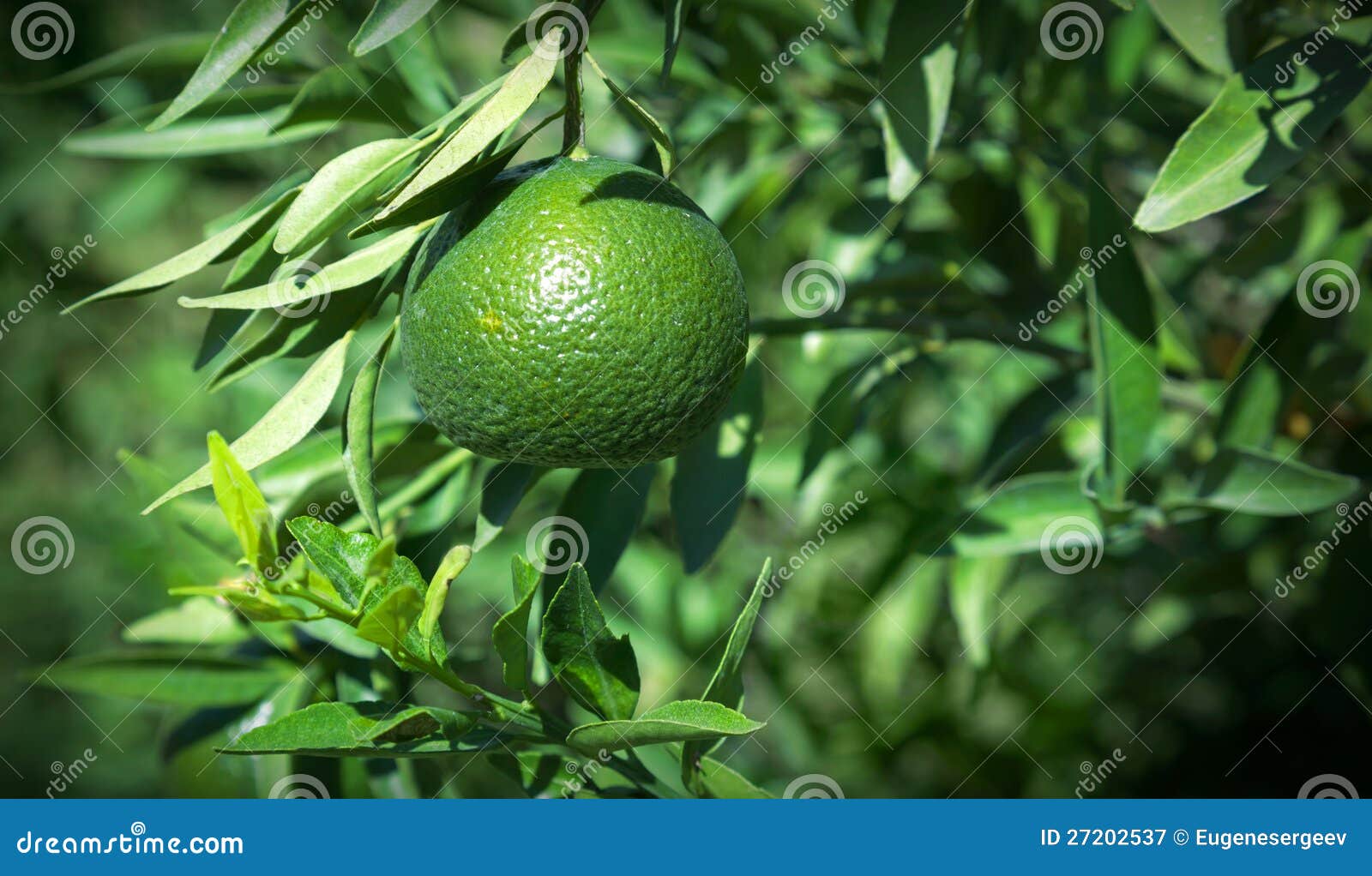 Fresh green lime on tree stock image. Image of fresh - 27202537