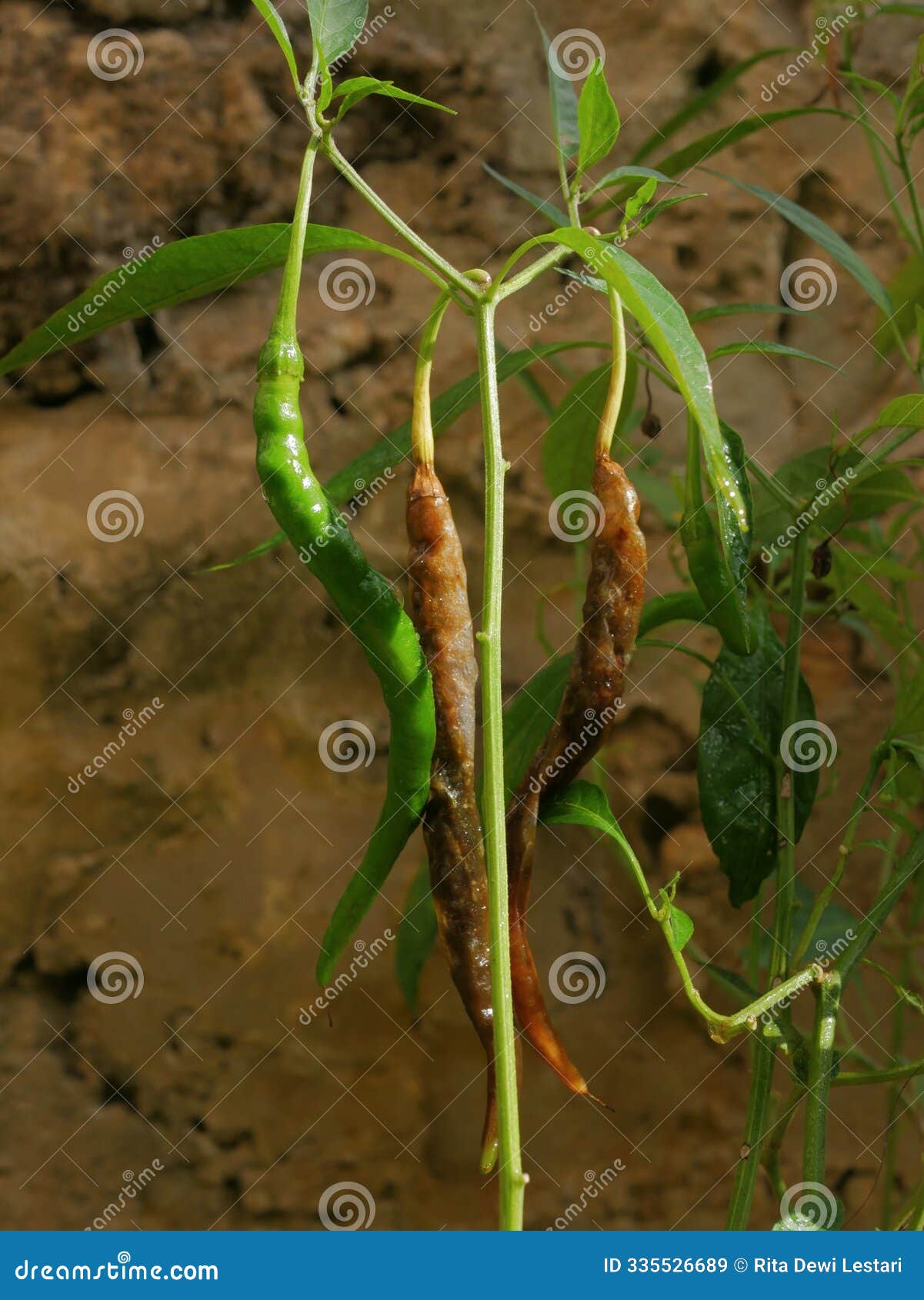 Fresh Green Curly Chilli and Rotten Curly Chilies on the Tree Stock ...