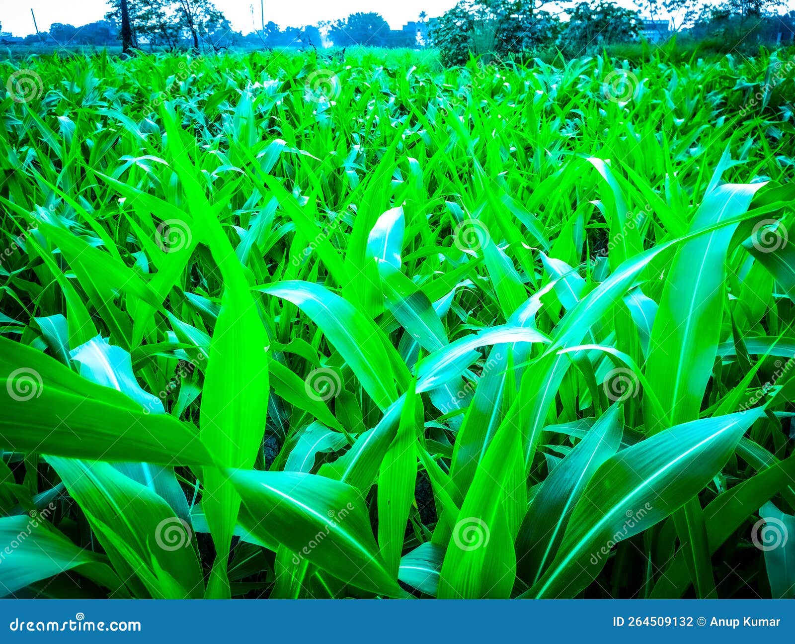 Fresh Green Maize Leaf in the Agricultural Field in India Stock Photo ...