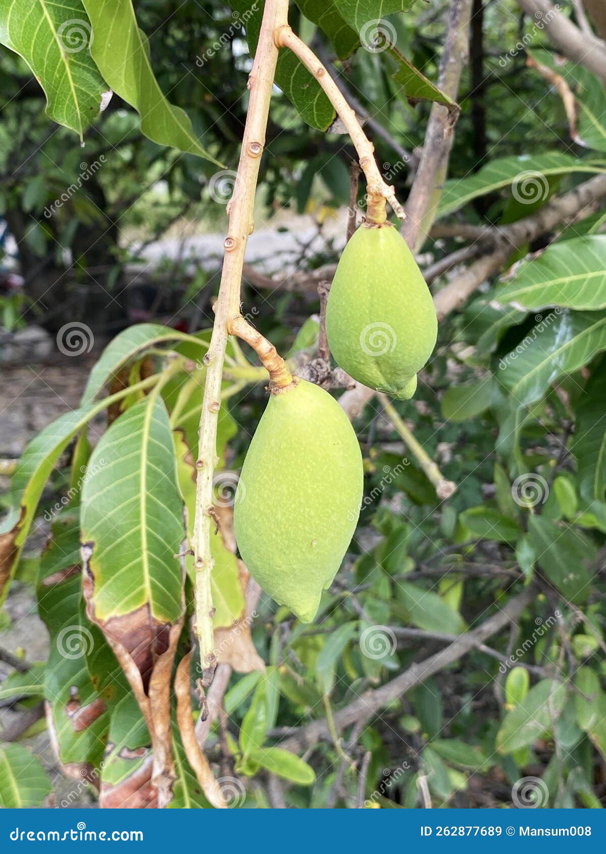 Green Mango Fruit on the Tree Stock Image - Image of green, mango: 262877689