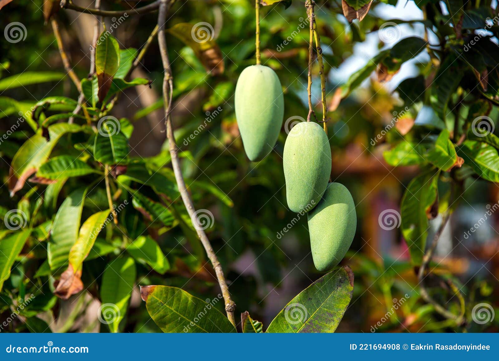 Fresh Green Mango Fruit on the Tree Stock Photo - Image of growing, garden: 221694908