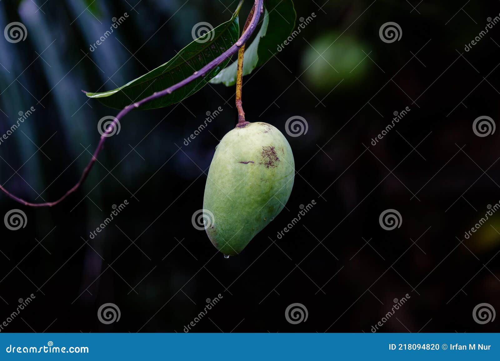 Mangoes Hang from Branches in the Mango Garden Stock Photo - Image of ...
