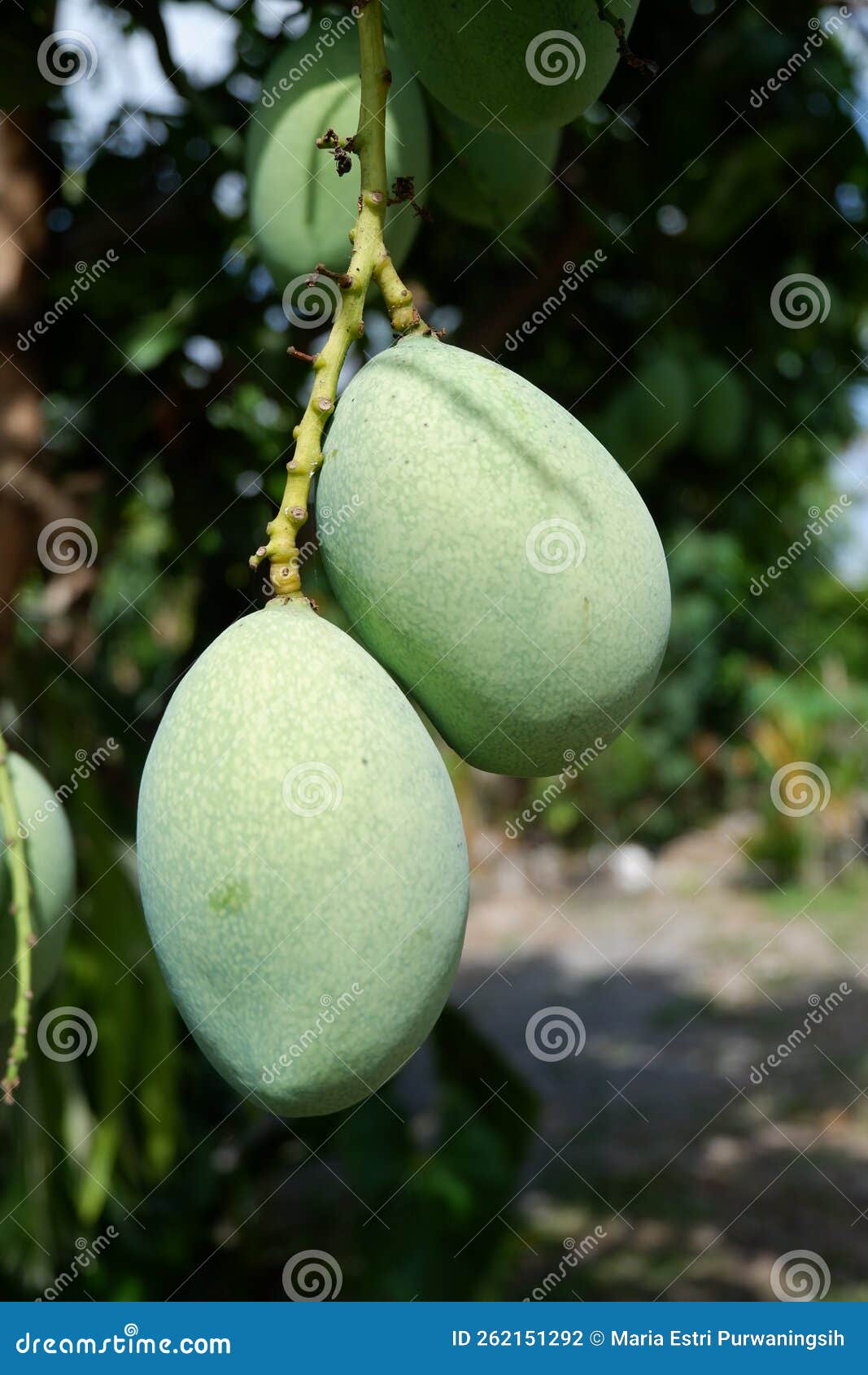 Fresh Green Mango Hanging on the Tree Stock Photo - Image of mangos ...