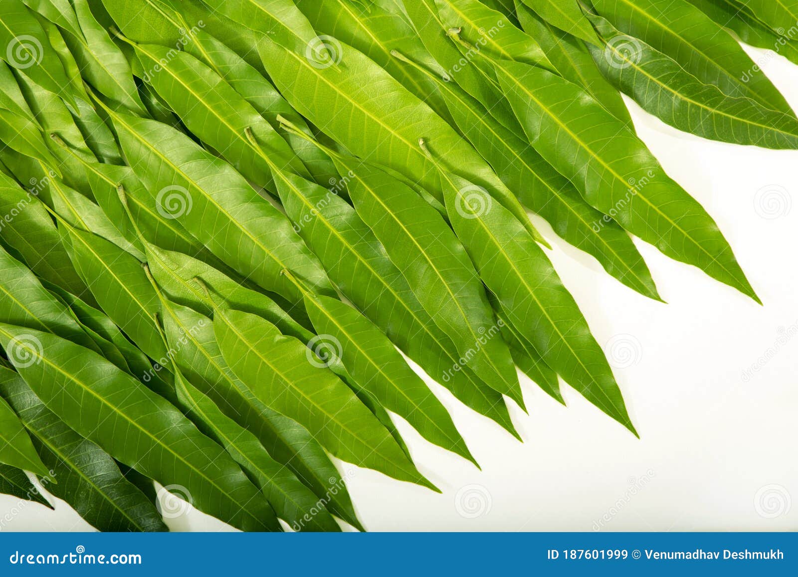 Top View Mango of Leaves from Tree on Left Corner White Background ...