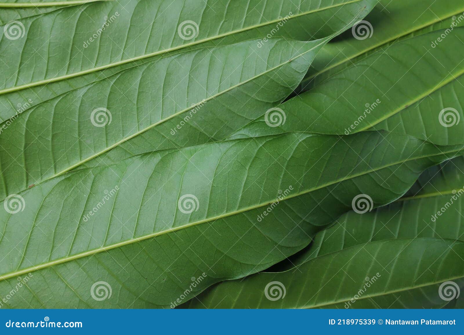 Fresh Green Mango Leaf Texture for Background.mango Tree from Thailand ...
