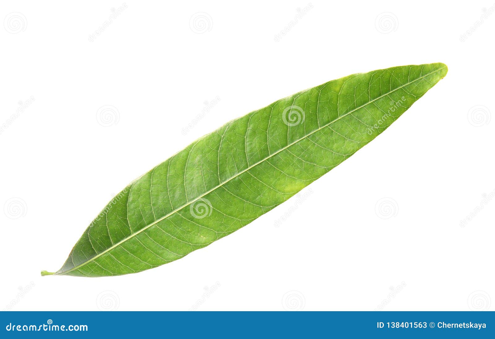 Fresh Green Mango Leaf on White Stock Image - Image of biology, lush ...