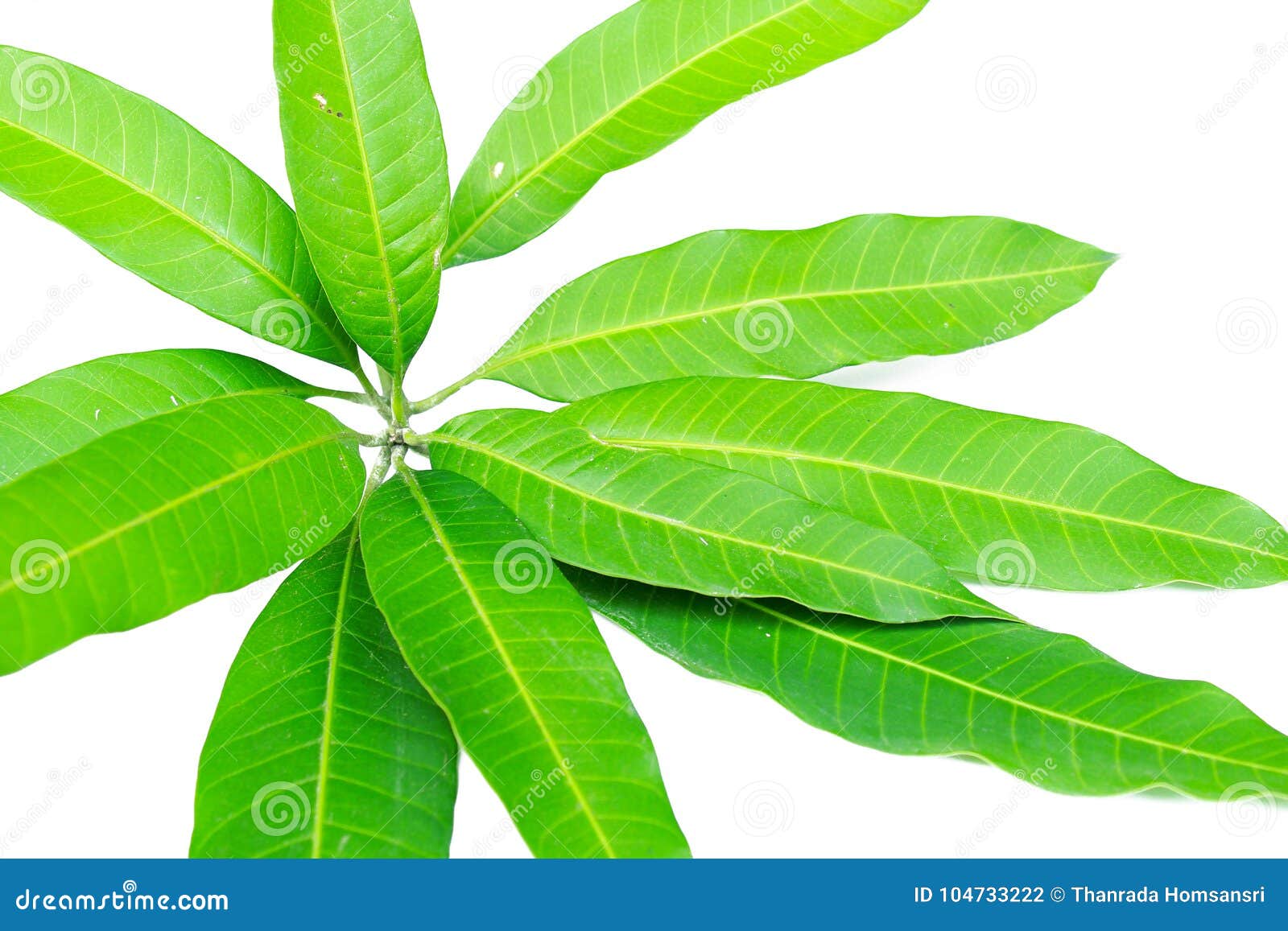 Fresh green mango leaf stock photo. Image of freshness - 104733222
