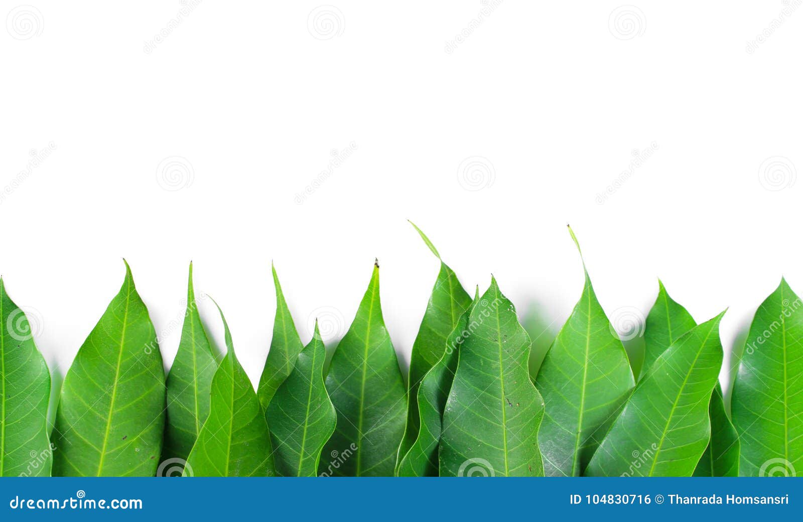 Fresh green mango leaf stock photo. Image of frame, healthy - 104830716