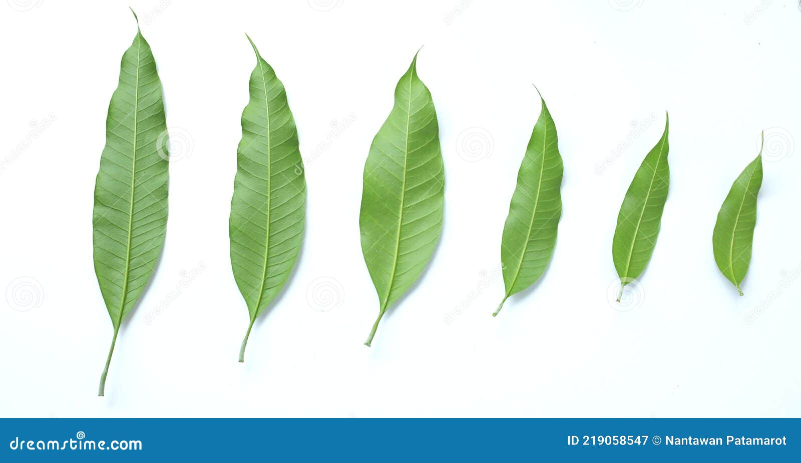Three Fresh Green Mango Leaves,leaf Isolate on White Background ...