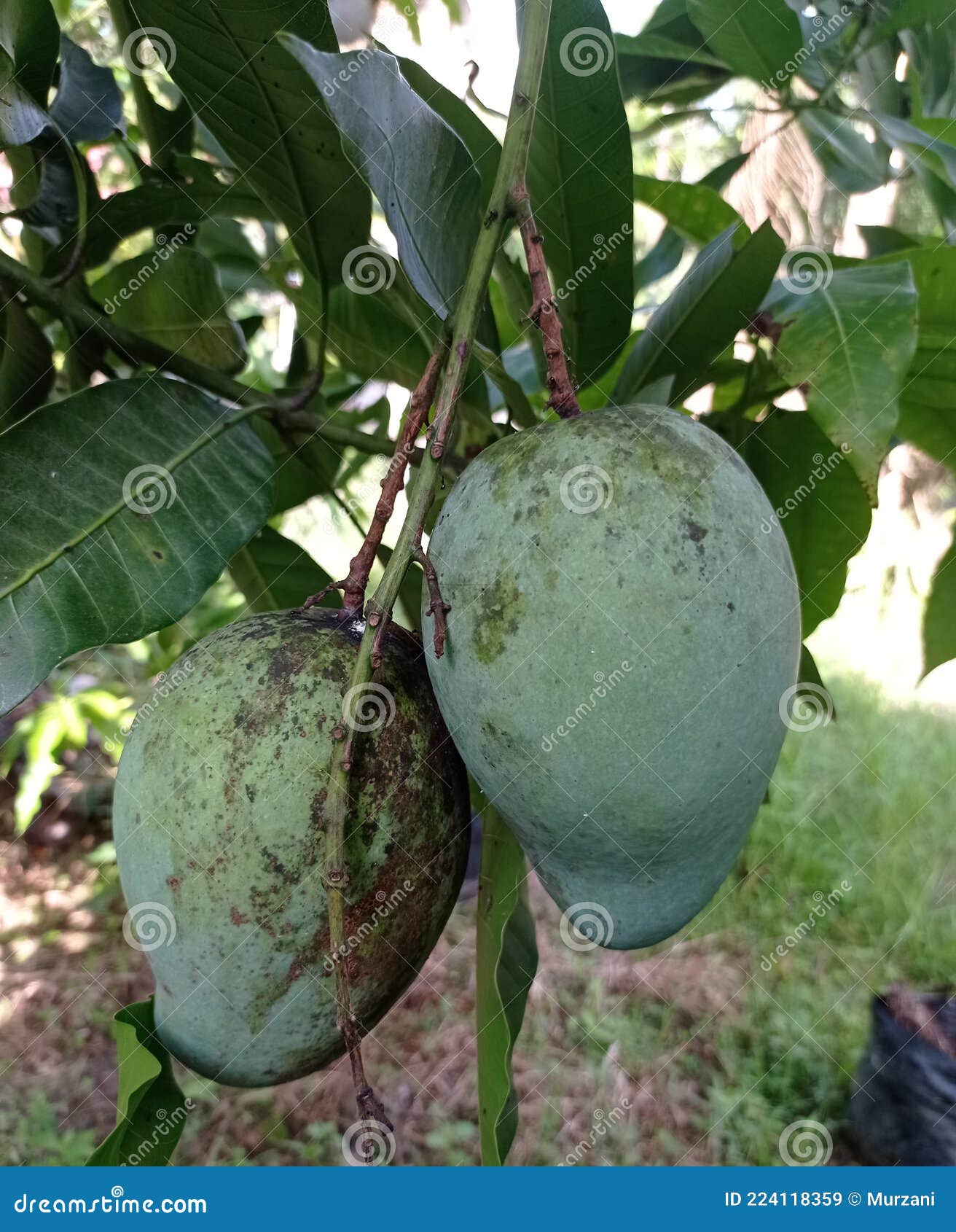 Fresh Green Mango Still Attached To the Stem Stock Image - Image of ...