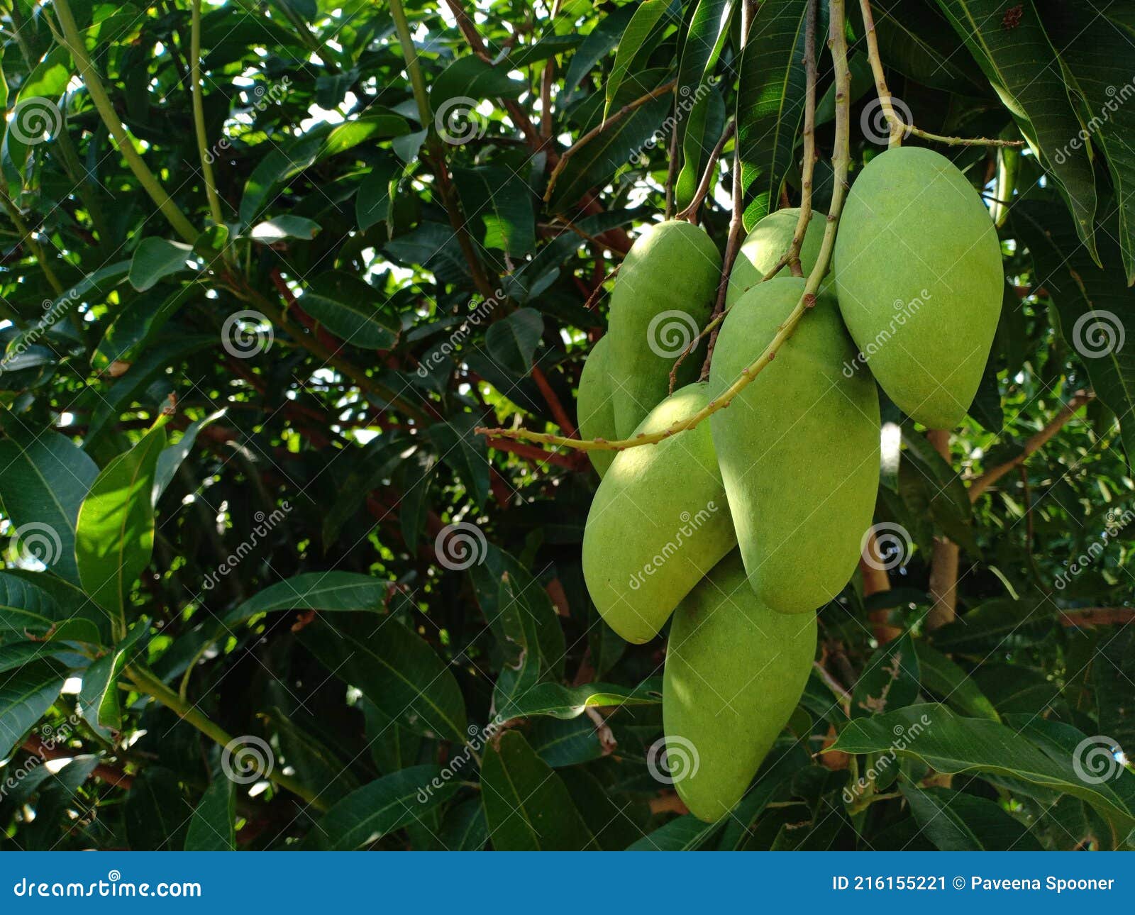 Fresh Green Mango on the Tree Stock Image - Image of mango, evergreen ...