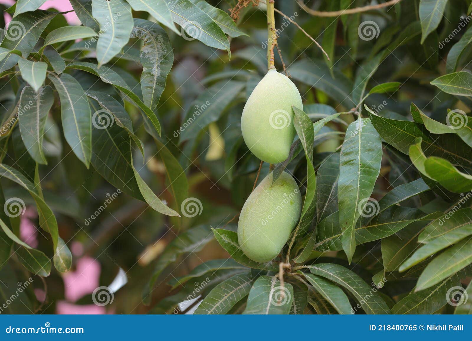 Fresh green mango on tree stock image. Image of isolated - 218400765
