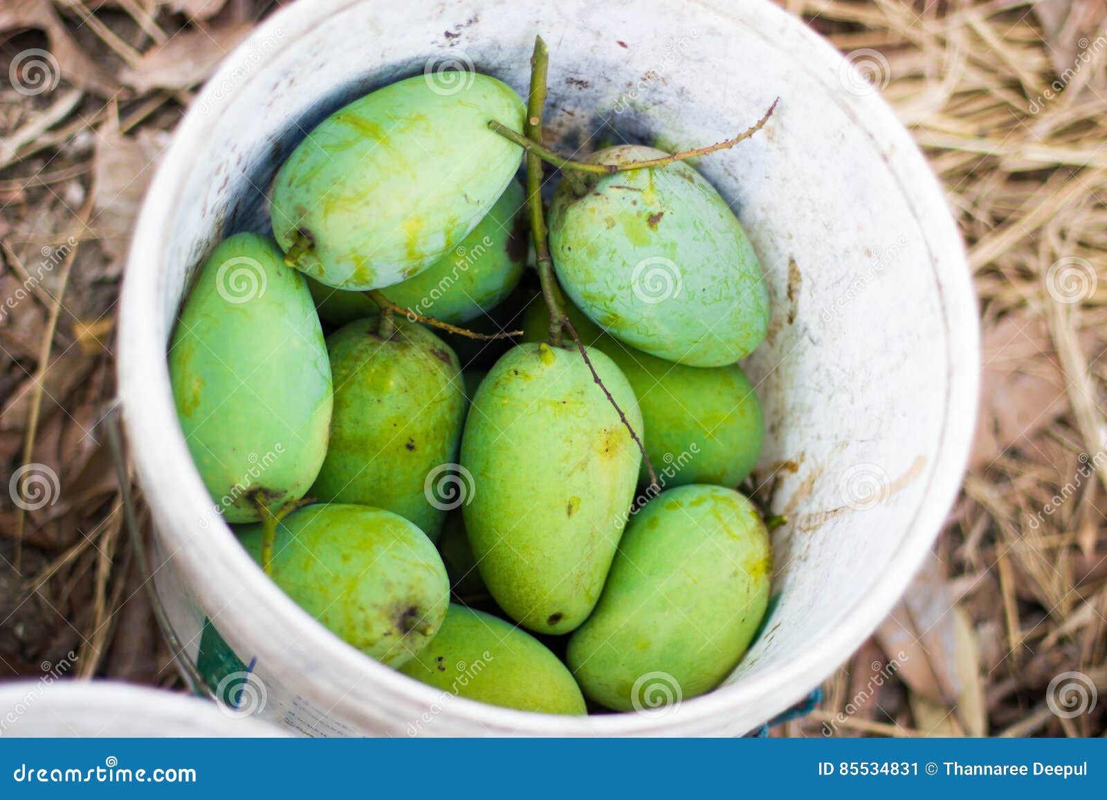 Fresh Green Mango in White Tank Stock Image - Image of plant, organic ...