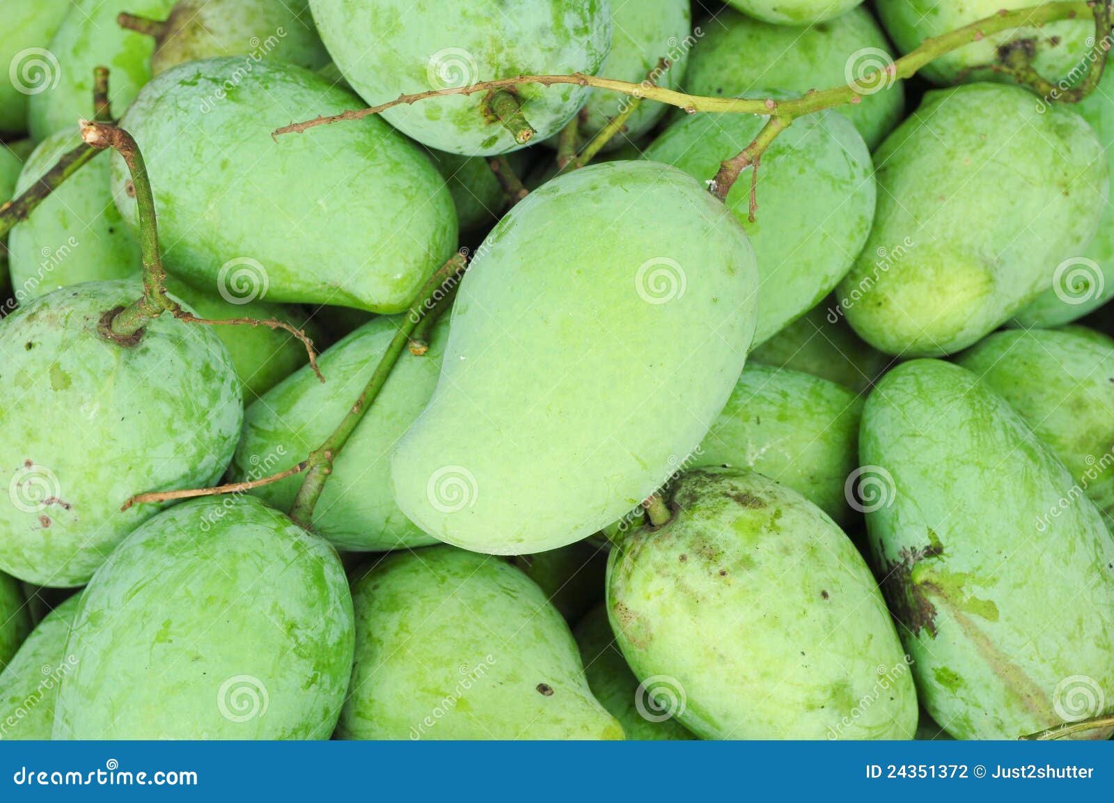 Fresh green mangoes stock photo. Image of leaf, juice - 24351372