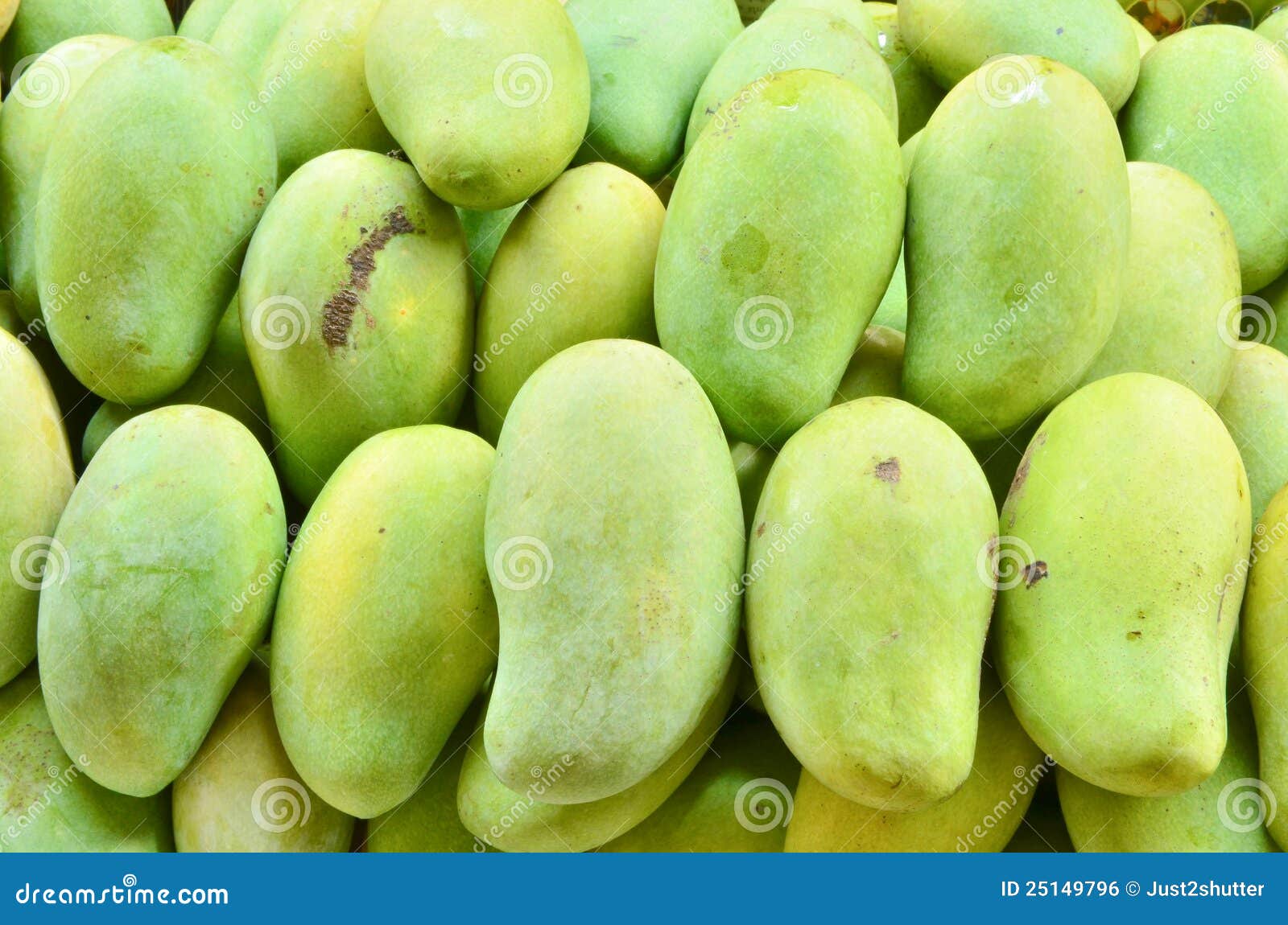 Fresh green mangoes stock photo. Image of harvested, nature - 25149796