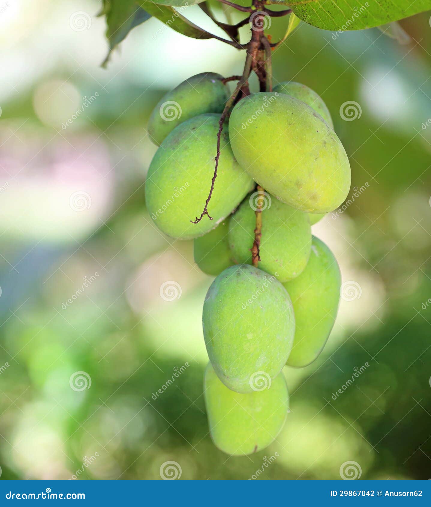Fresh green mangoes stock photo. Image of heavy, juice - 29867042