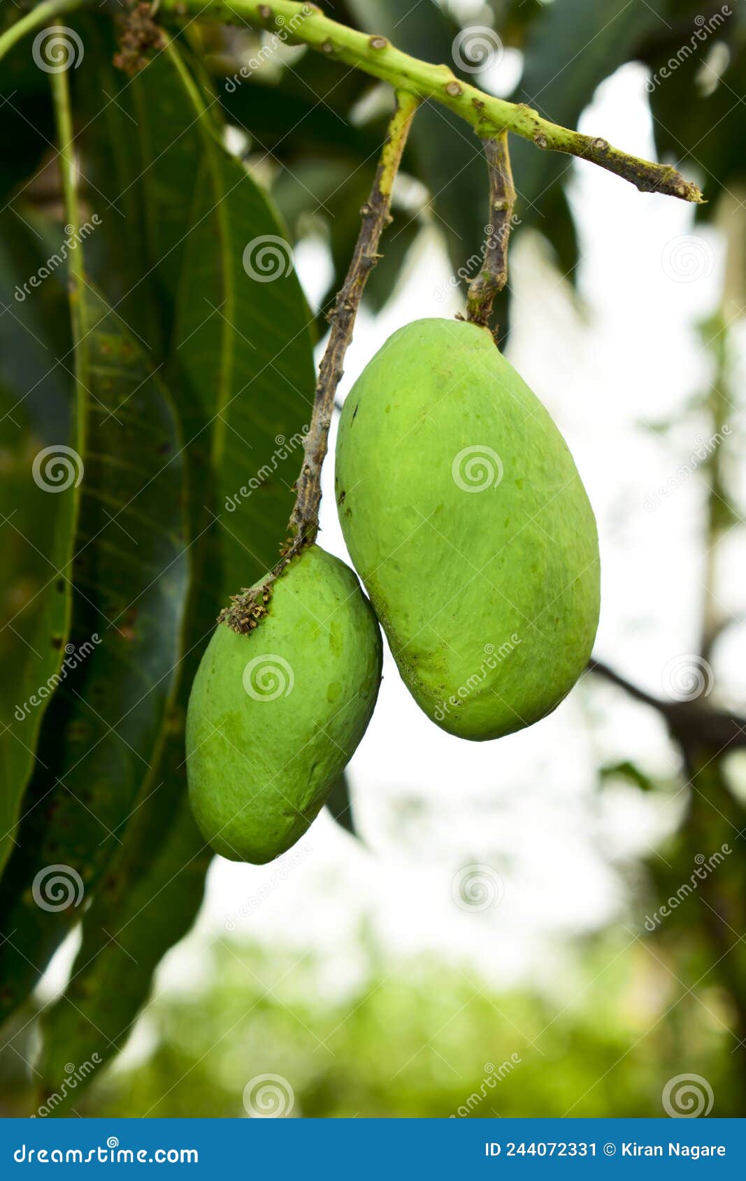 Fresh green mangoes stock image. Image of closeup, healthy - 244072331