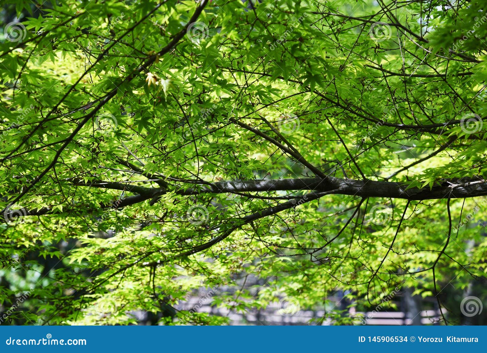 Fresh green Maple stock photo. Image of japanese, growth - 145906534