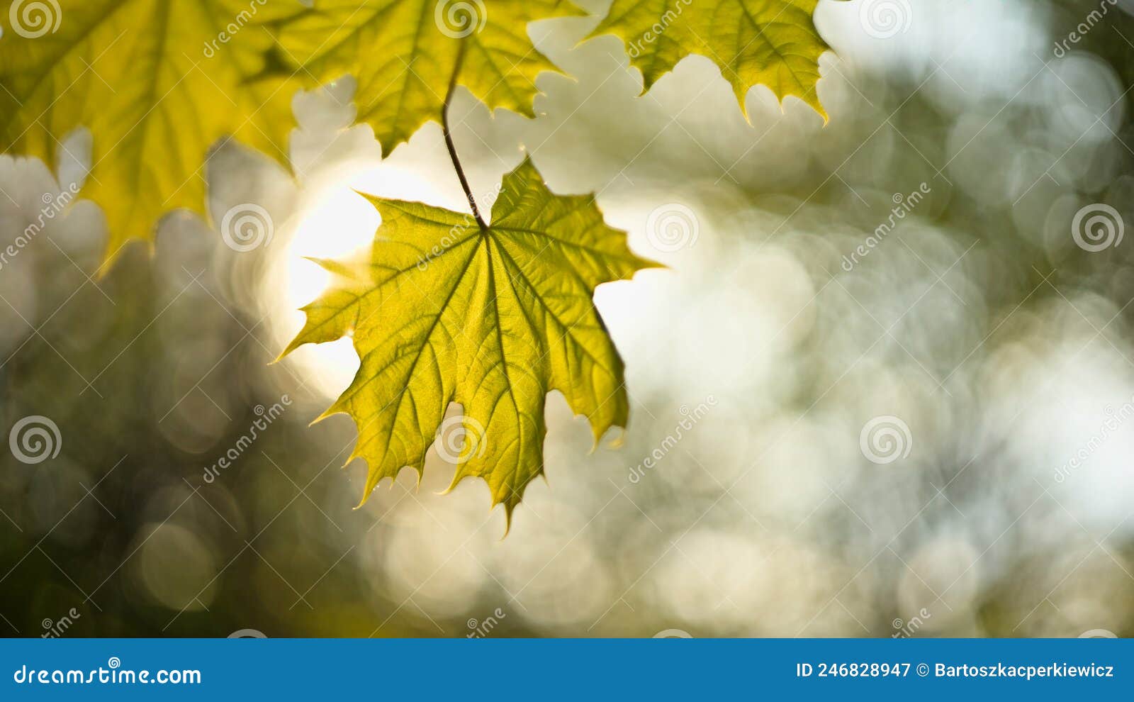 Fresh, Green Maple Leaf in the Spring Sunlight, Blurred Background ...