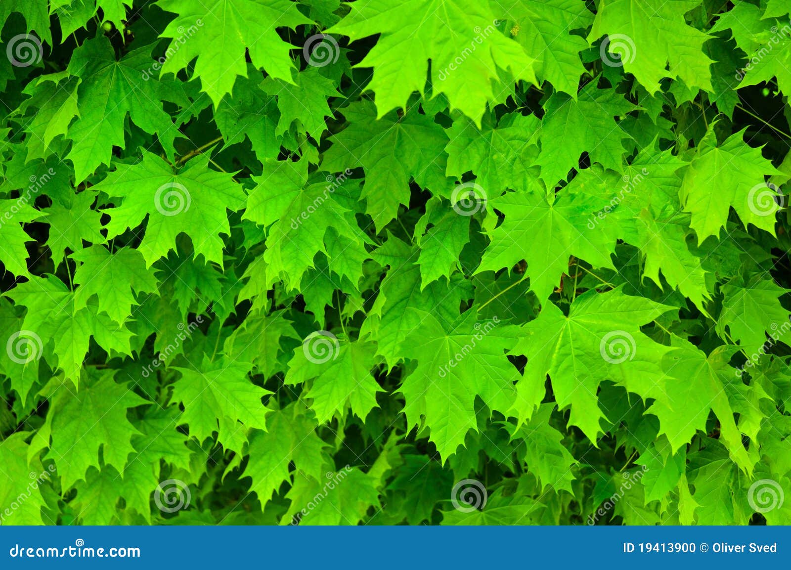 Fresh green maple leaves stock photo. Image of herb, abstract - 19413900