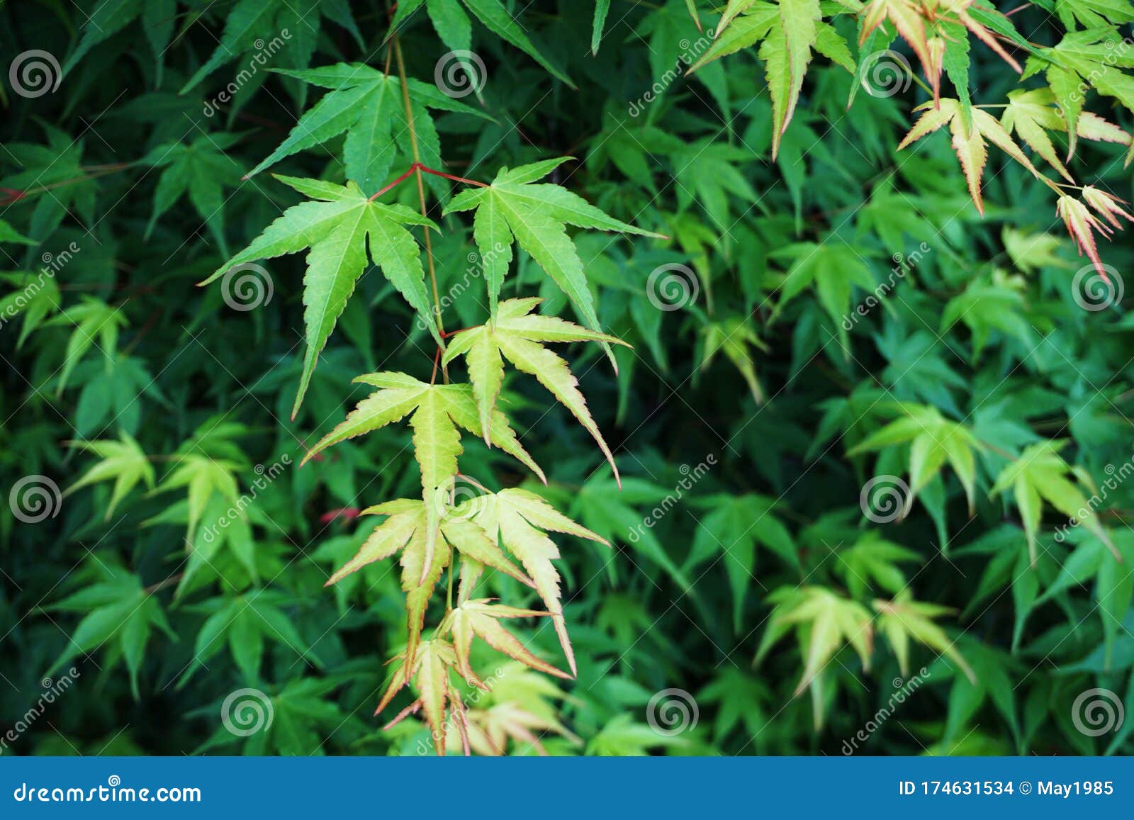 Fresh Green Maple Leaves Background Stock Photo - Image of maple ...