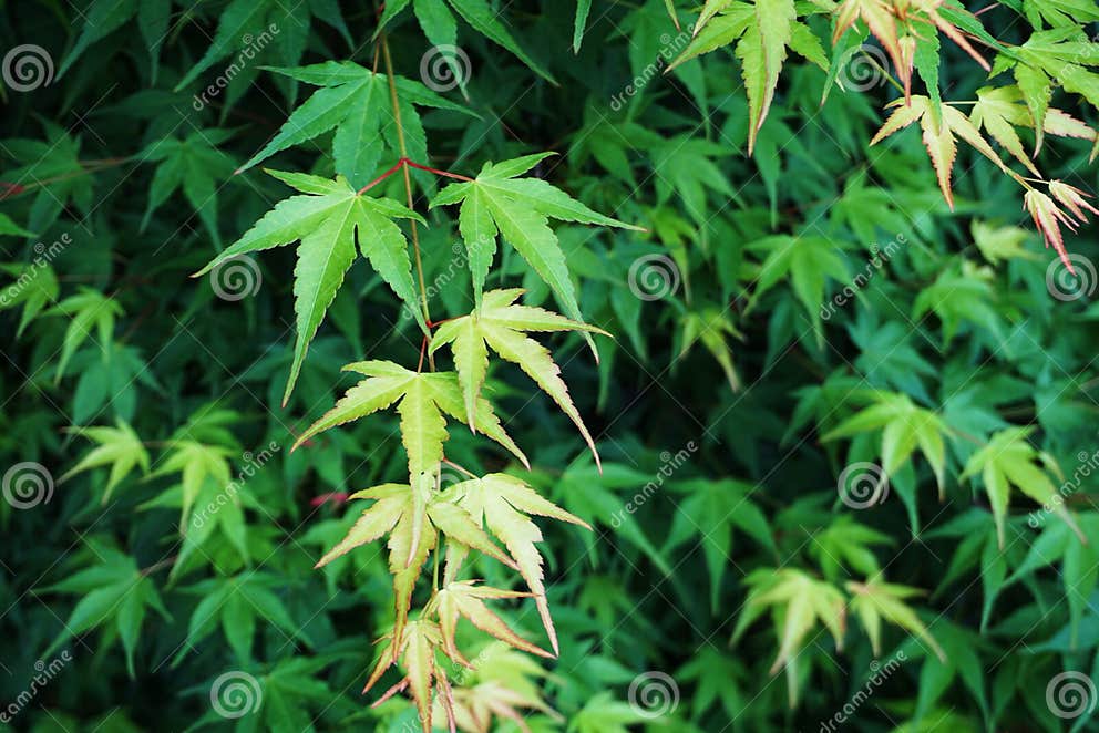 Fresh Green Maple Leaves Background Stock Photo - Image of maple ...
