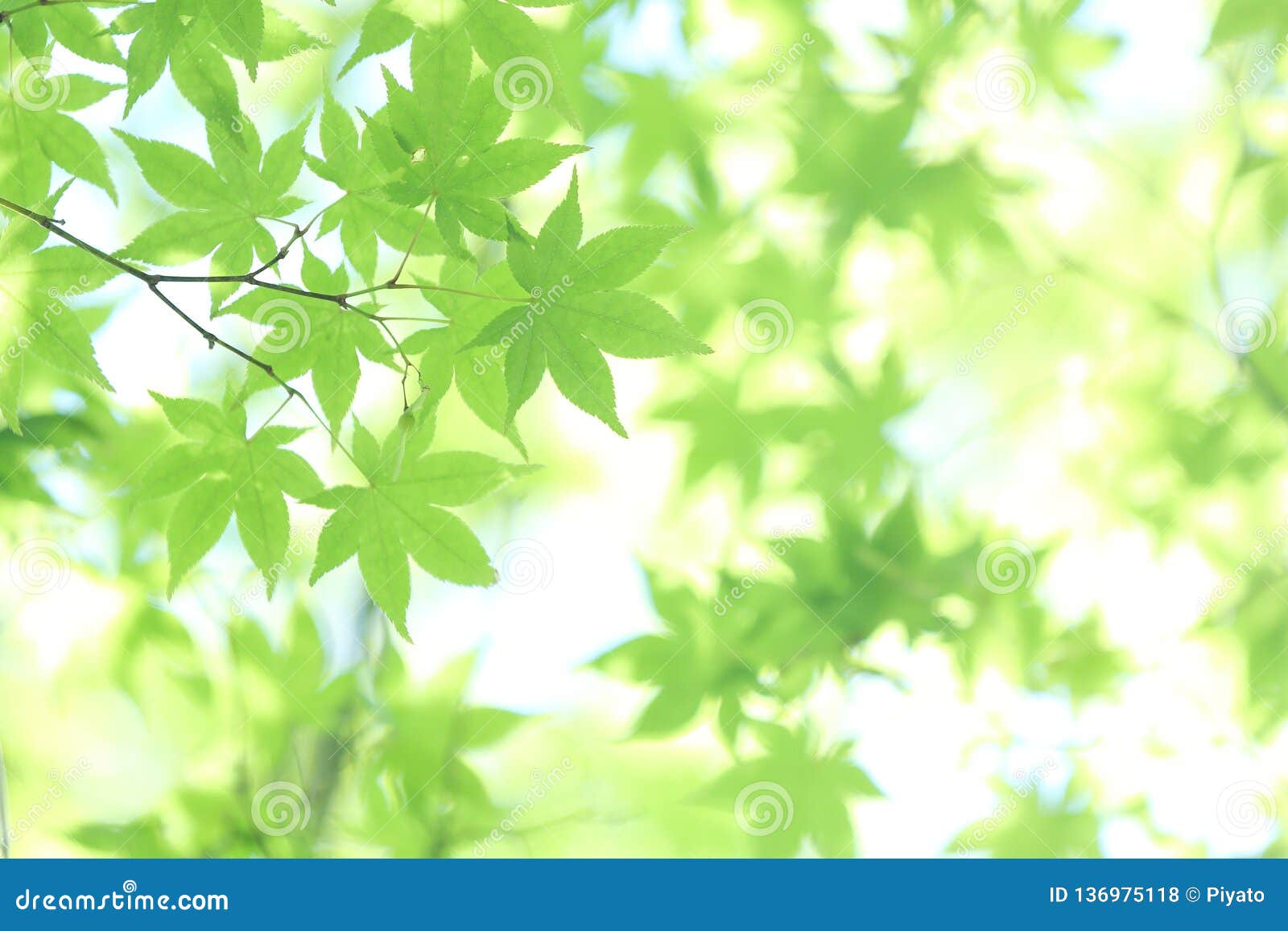 Fresh Green Maple Leaves on the Branch with Daylight Stock Photo ...