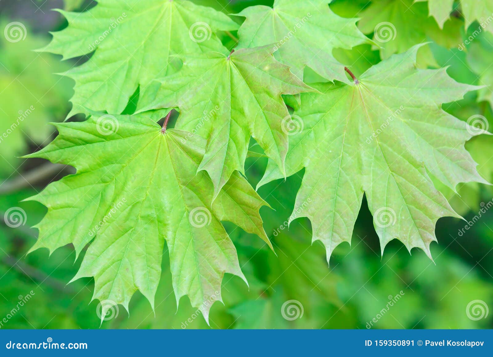 Fresh maple leaves stock image. Image of forest, seasonal - 159350891