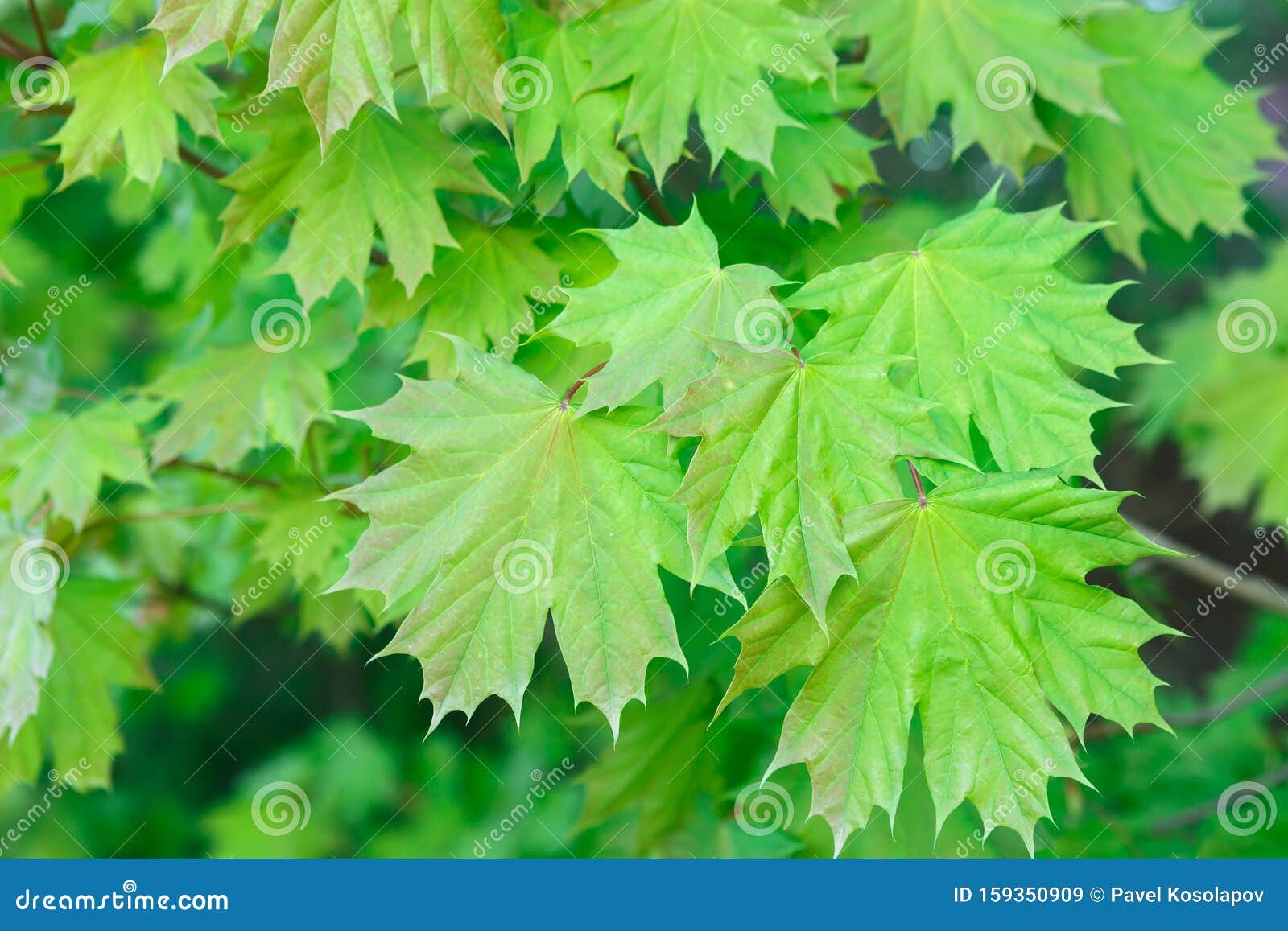 Fresh maple leaves stock image. Image of light, closeup - 159350909