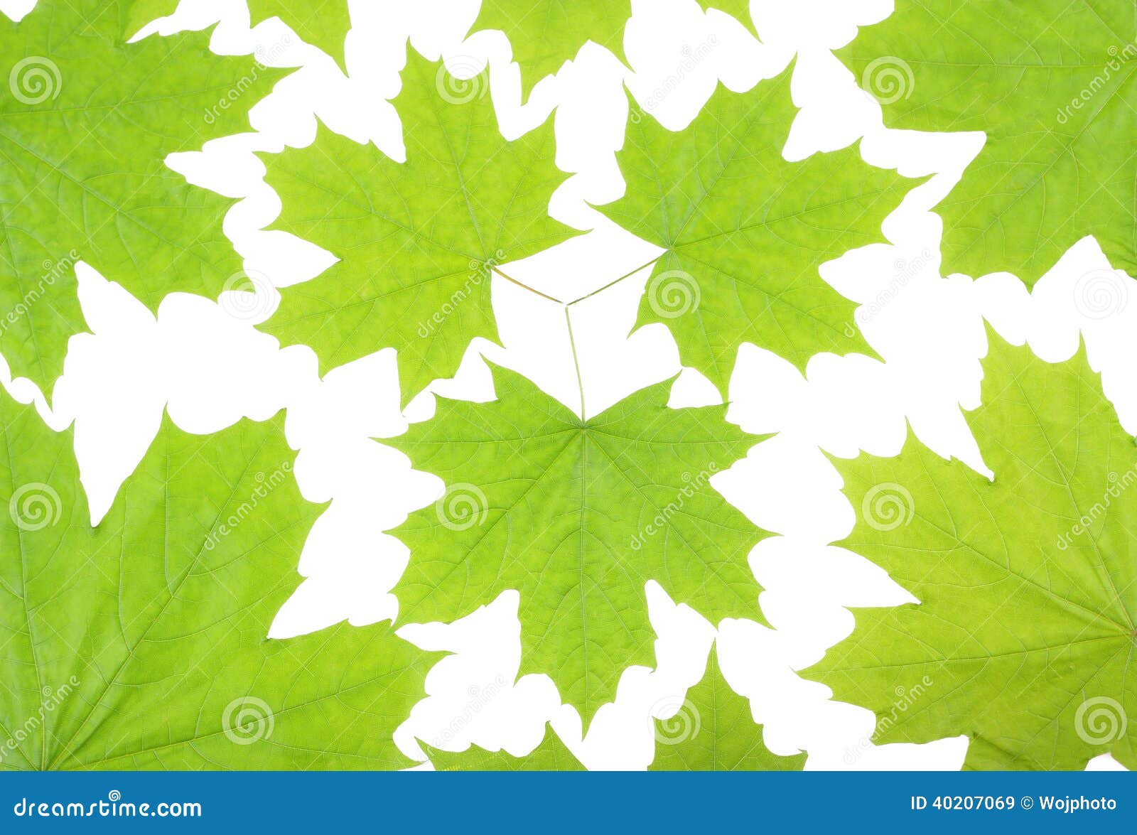 Fresh Green Maple Leaves on a White Background Stock Image - Image of ...