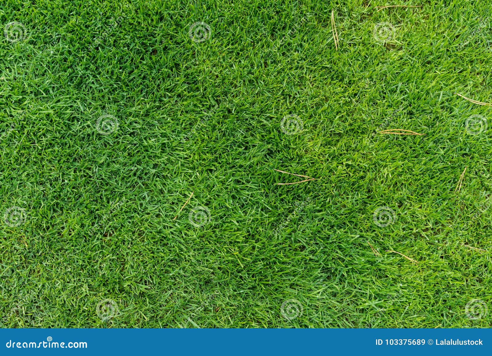 Fresh Green Meadow Grass Top View Stock Image - Image of horizon ...