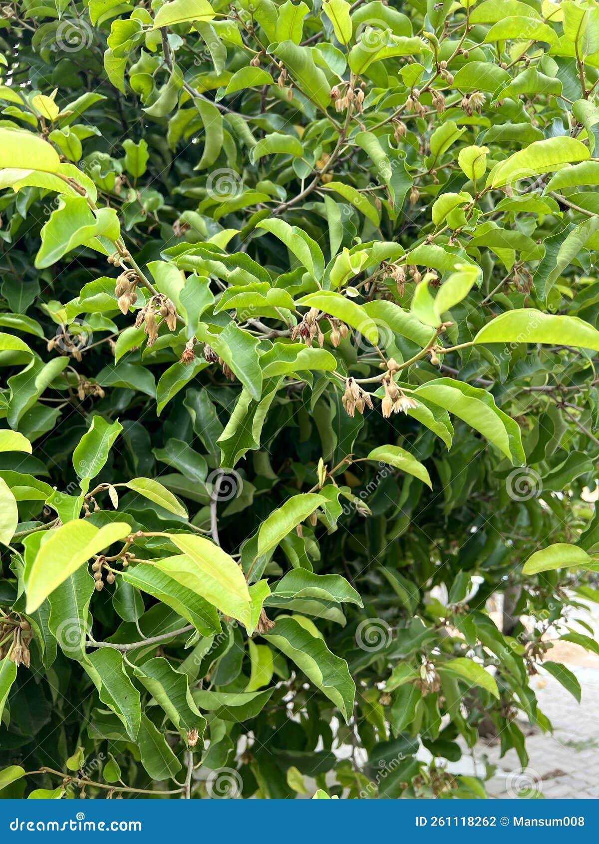 Green Mimusops Elengi Leaves of a Tree Stock Photo - Image of medlar ...