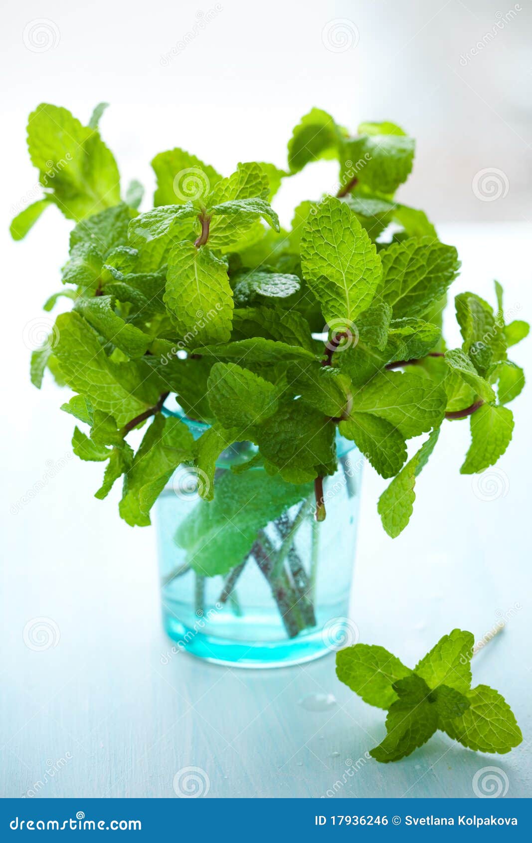 Fresh green mint stock photo. Image of ingredient, food - 17936246