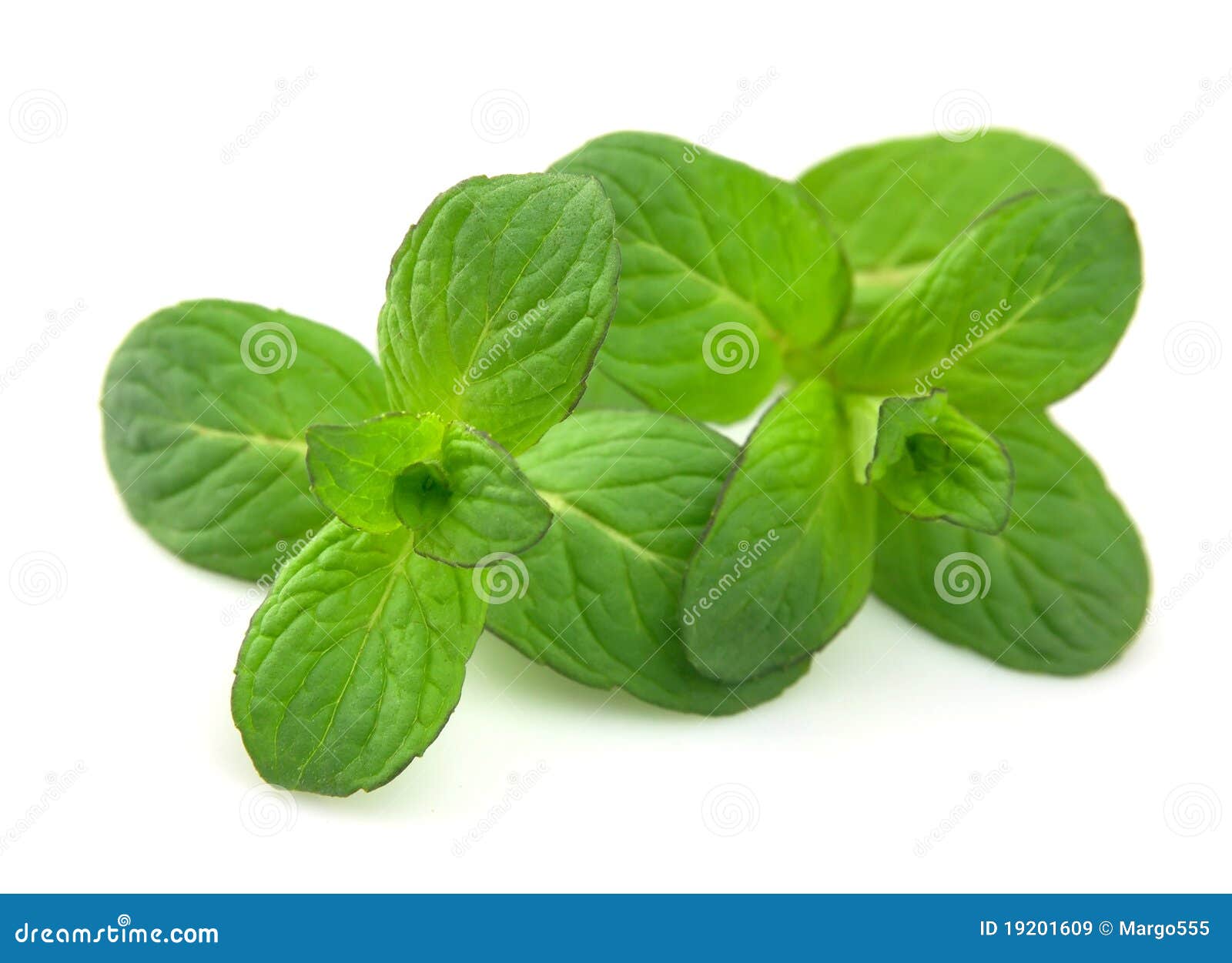 Fresh green mint stock image. Image of studio, leaf, green - 19201609