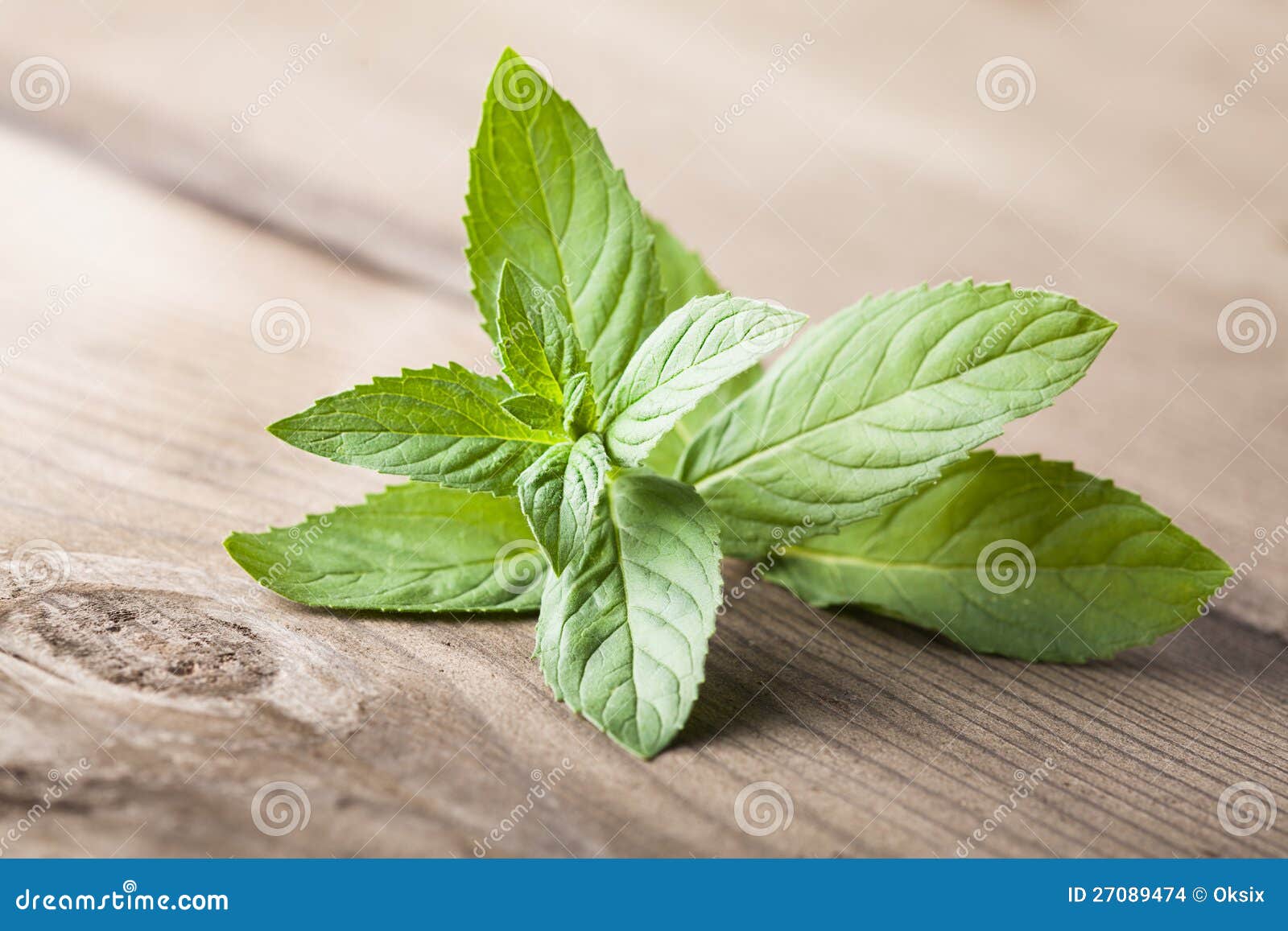 Fresh green mint stock photo. Image of mint, freshness - 27089474