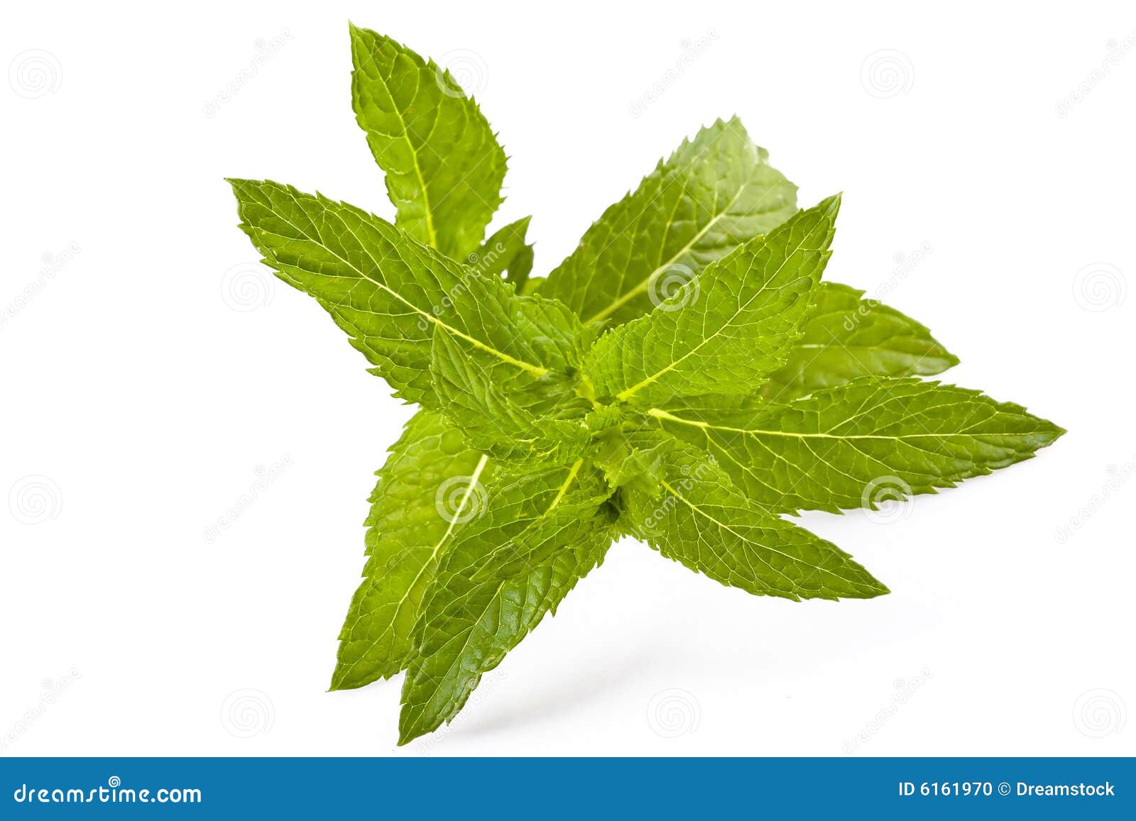 Fresh green mint stock photo. Image of healthy, recipe - 6161970