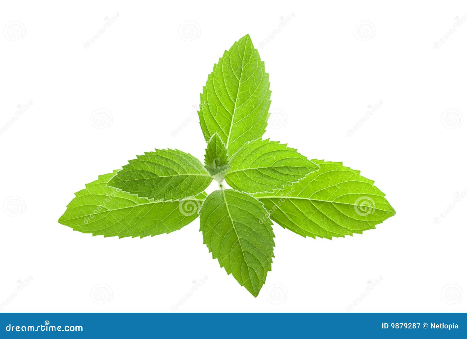 Fresh Green Mint stock image. Image of ingredient, medicine - 9879287