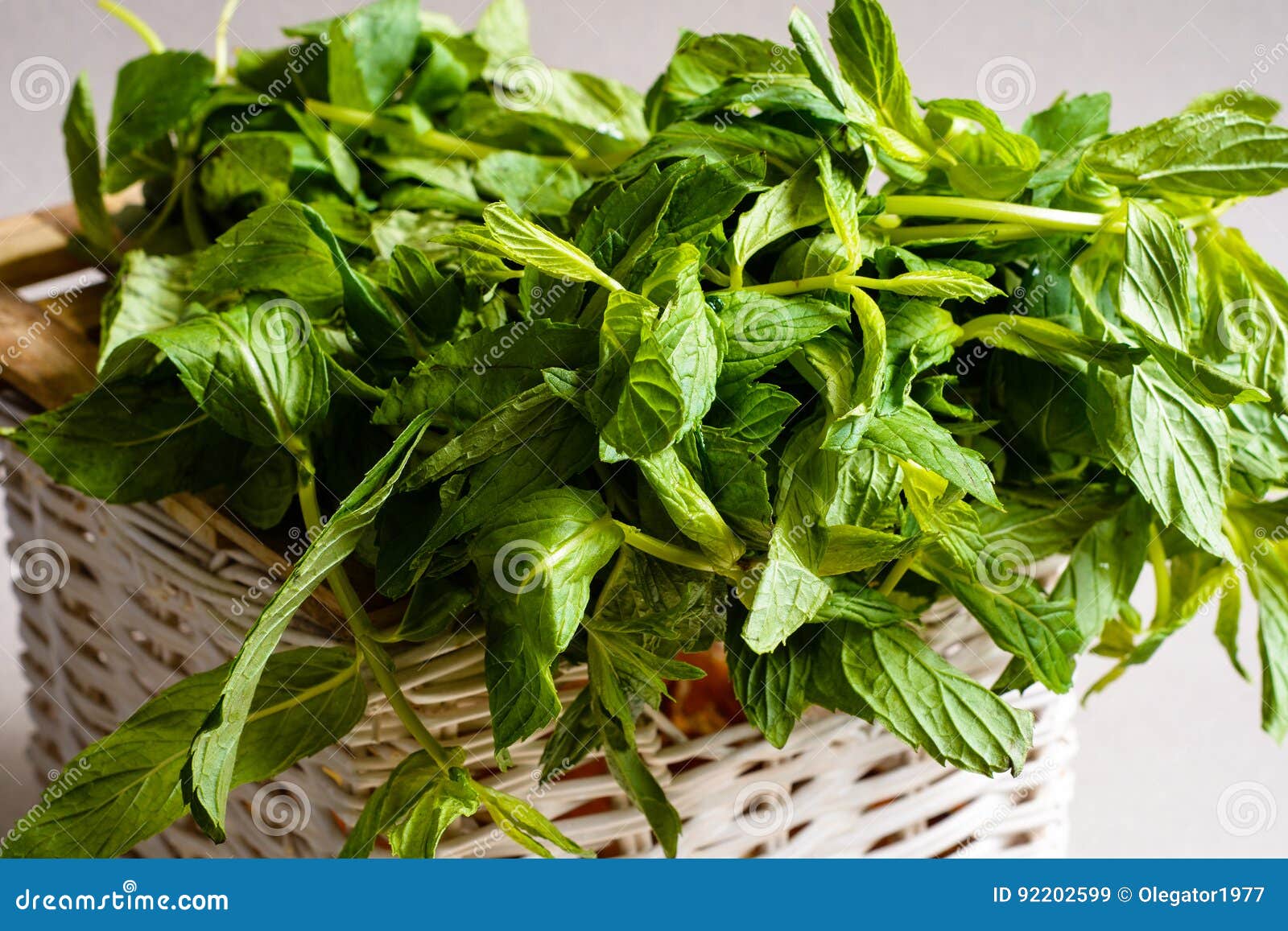 Fresh green mint stock image. Image of mint, herb, culinary - 92202599