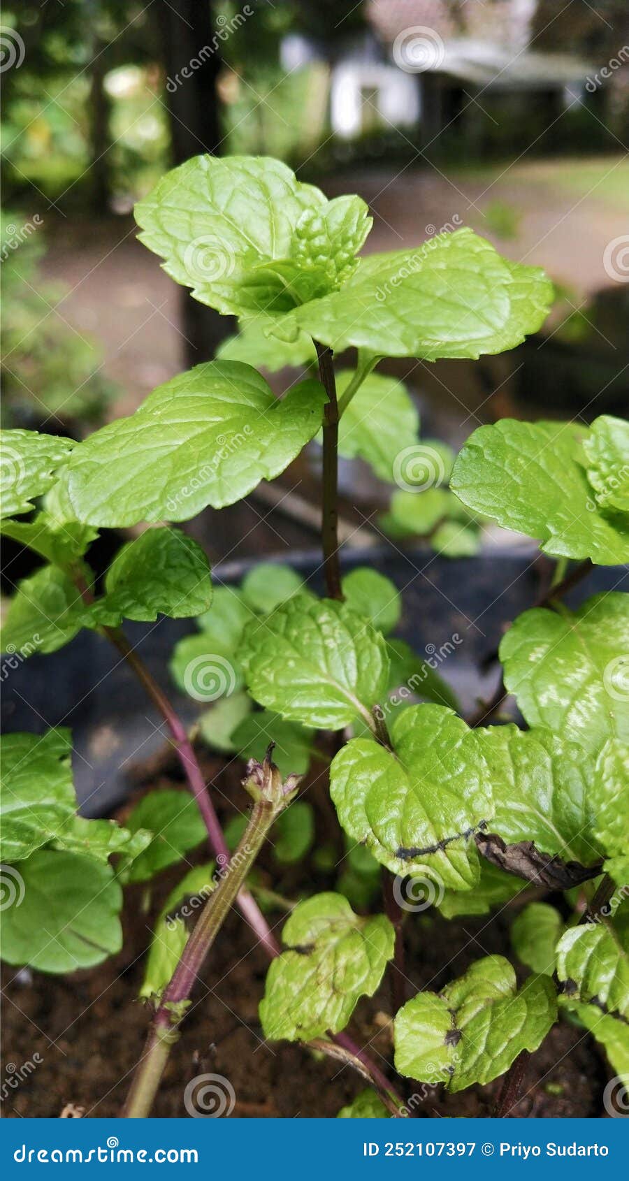 Fresh green mint leaves stock image. Image of botanical - 252107397
