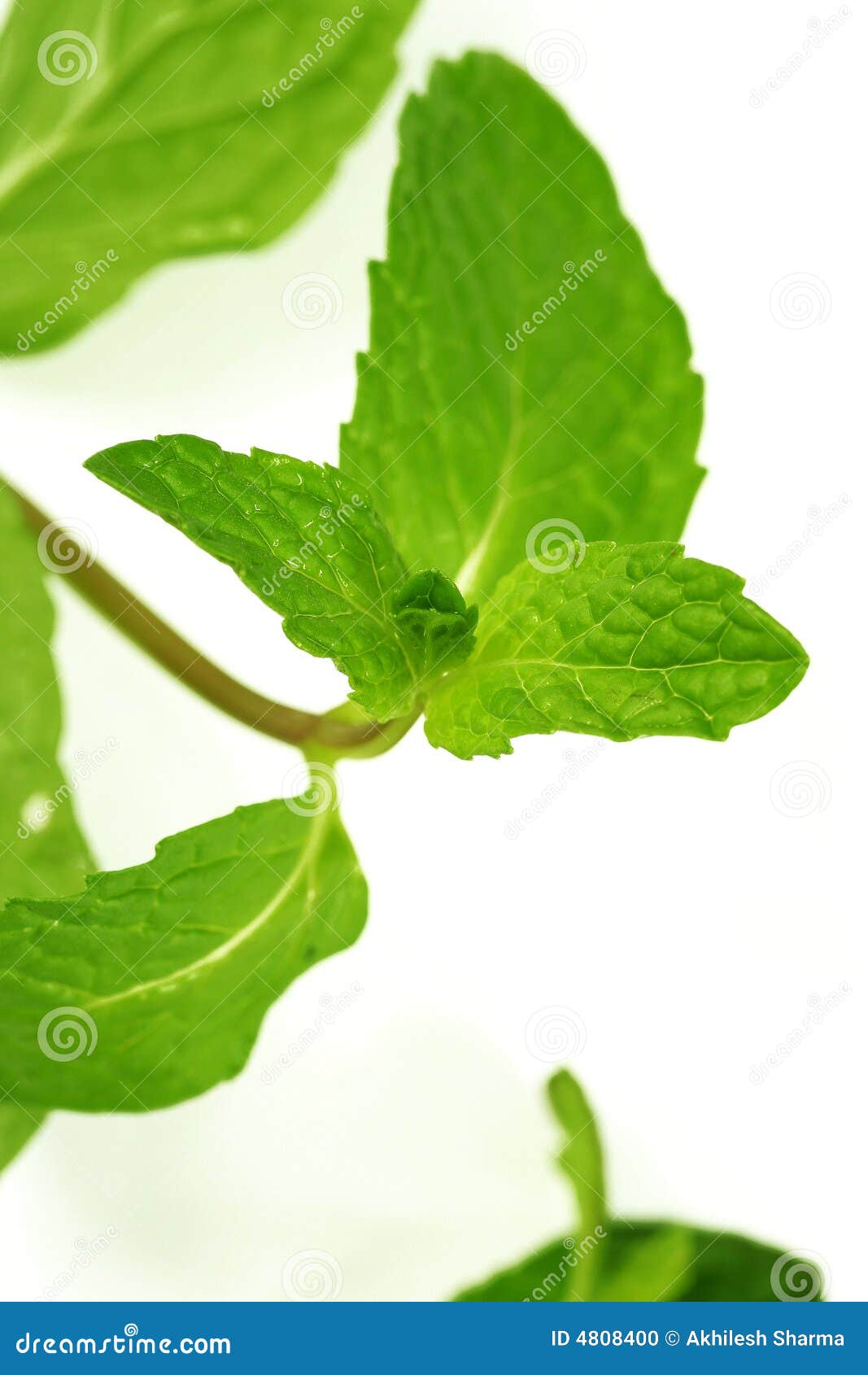 Fresh green mint leaves stock photo. Image of ingredient - 4808400