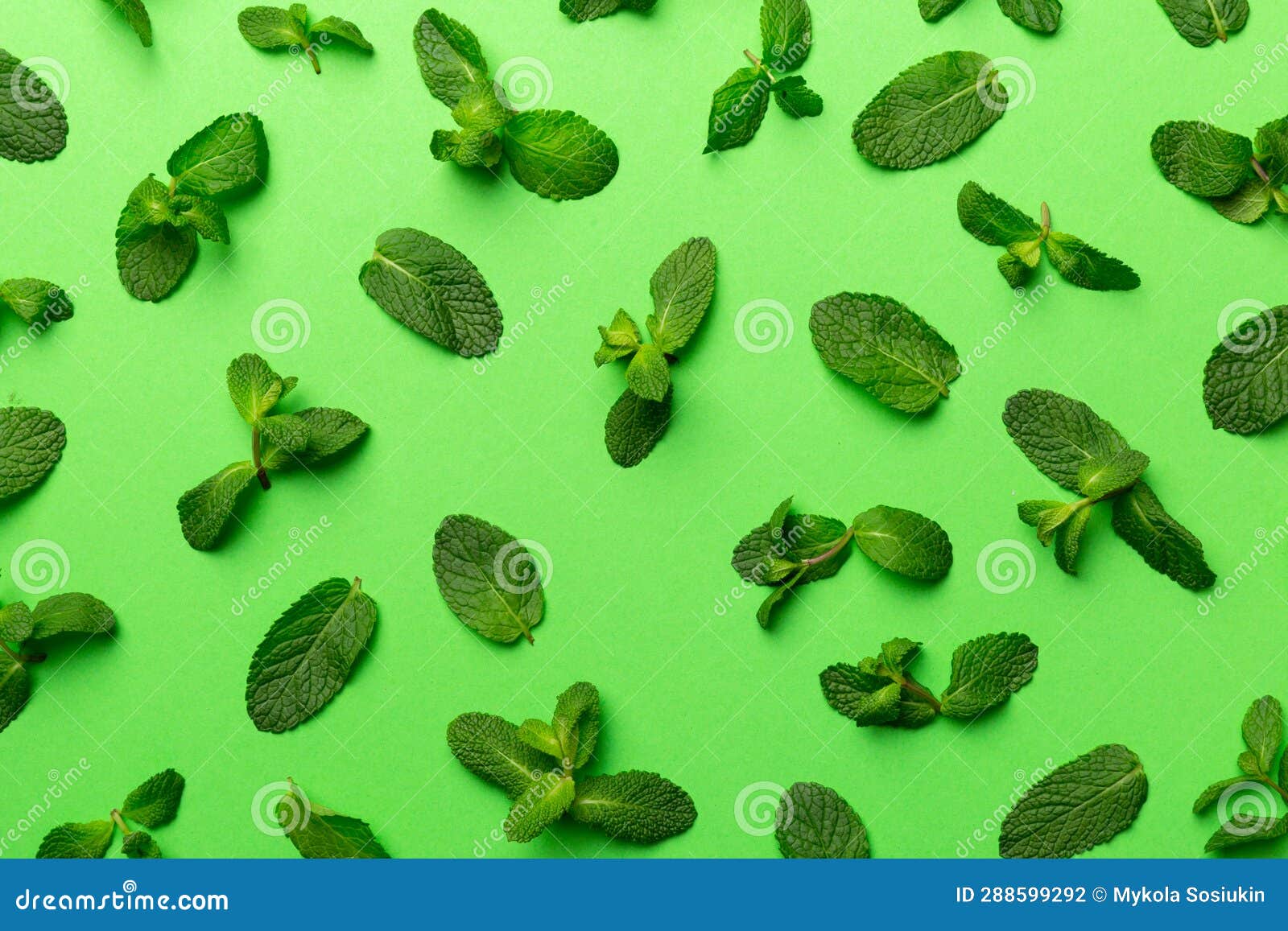 Fresh Green Mint Leaves on White Background, Mint Leaves Pattern Top ...