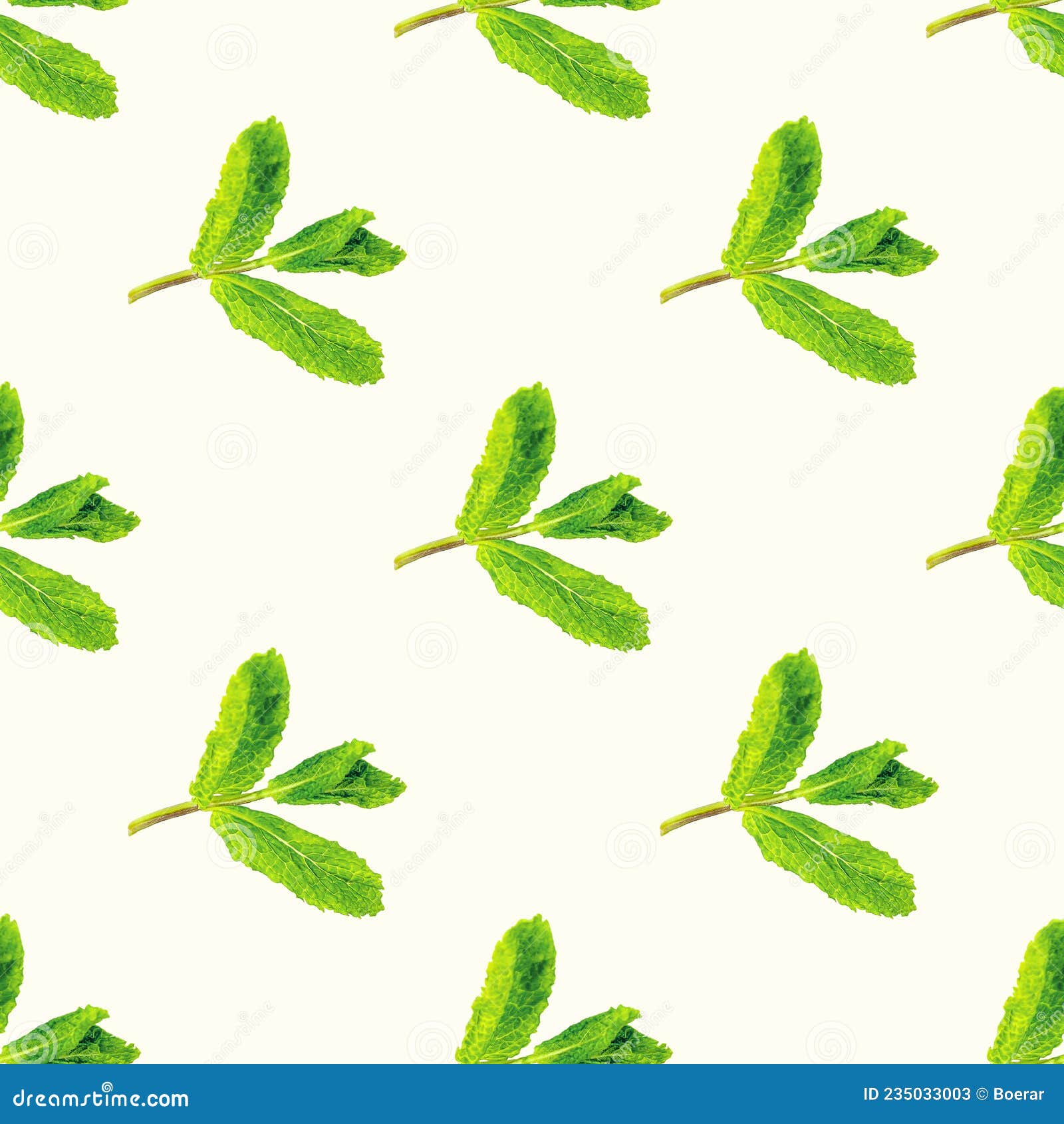 Fresh Green Mint Peppermint, Spearmint Branch with Leaves Repeat ...
