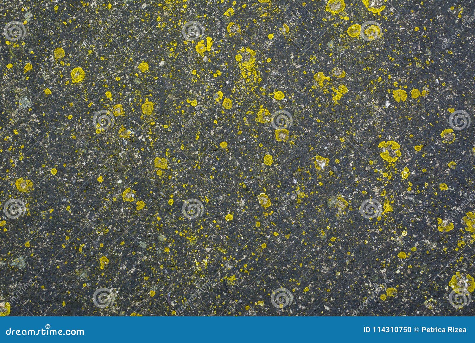 Fresh Green Moss on the Concrete Closeup, Moss Texture. Stock Photo ... Fresh Green Moss on the Concrete Closeup, Moss Texture. Stock Photo ...