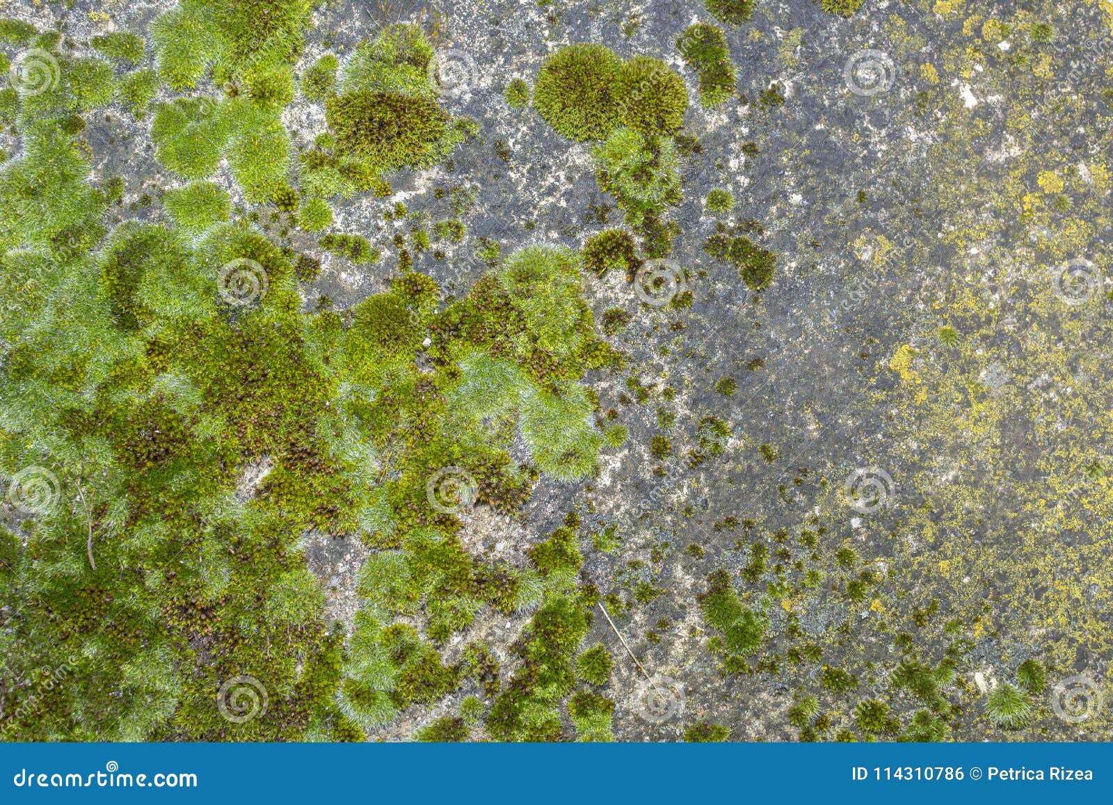 Fresh Green Moss on the Concrete Closeup, Moss Texture. Stock Photo ... Fresh Green Moss on the Concrete Closeup, Moss Texture. Stock Photo ...